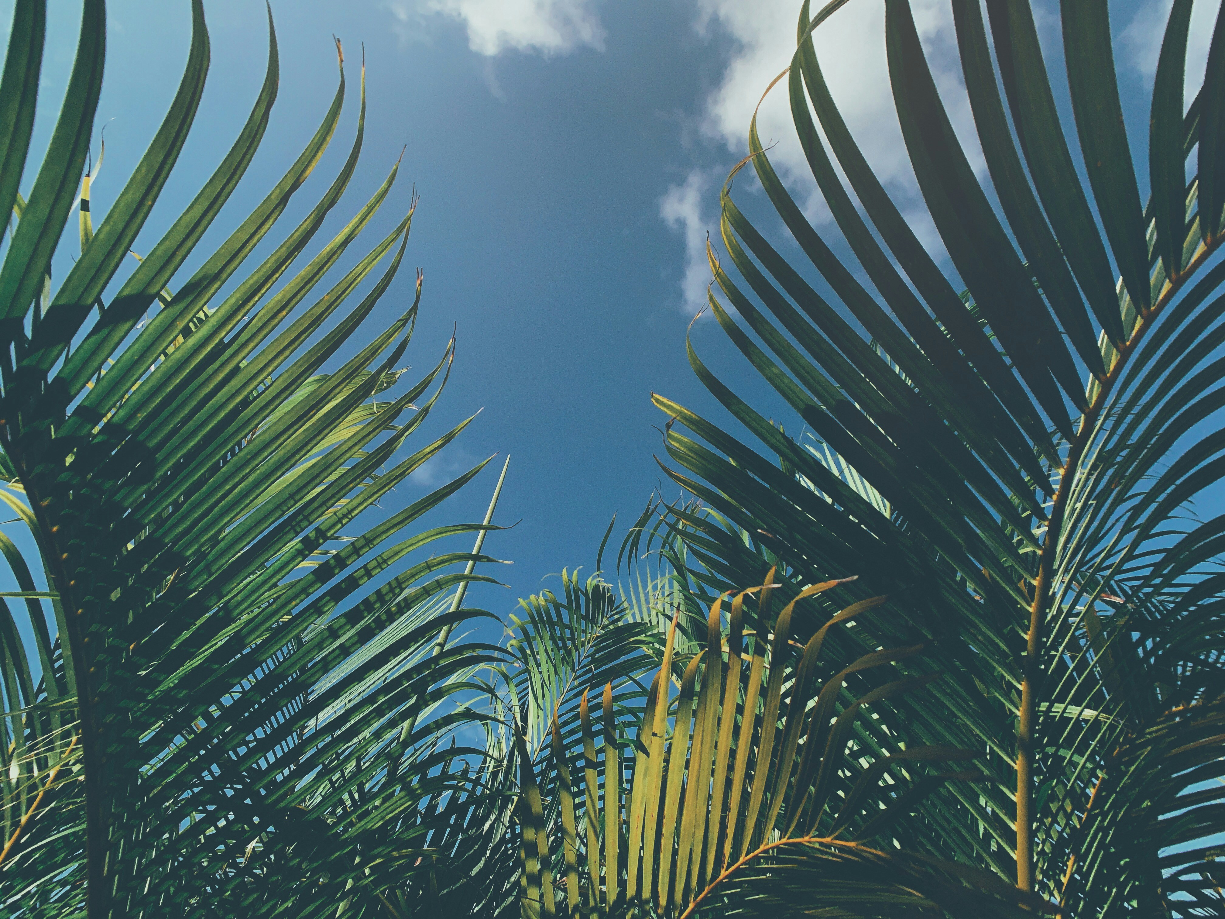 Azure Gap: Sky Between Palm Fronds