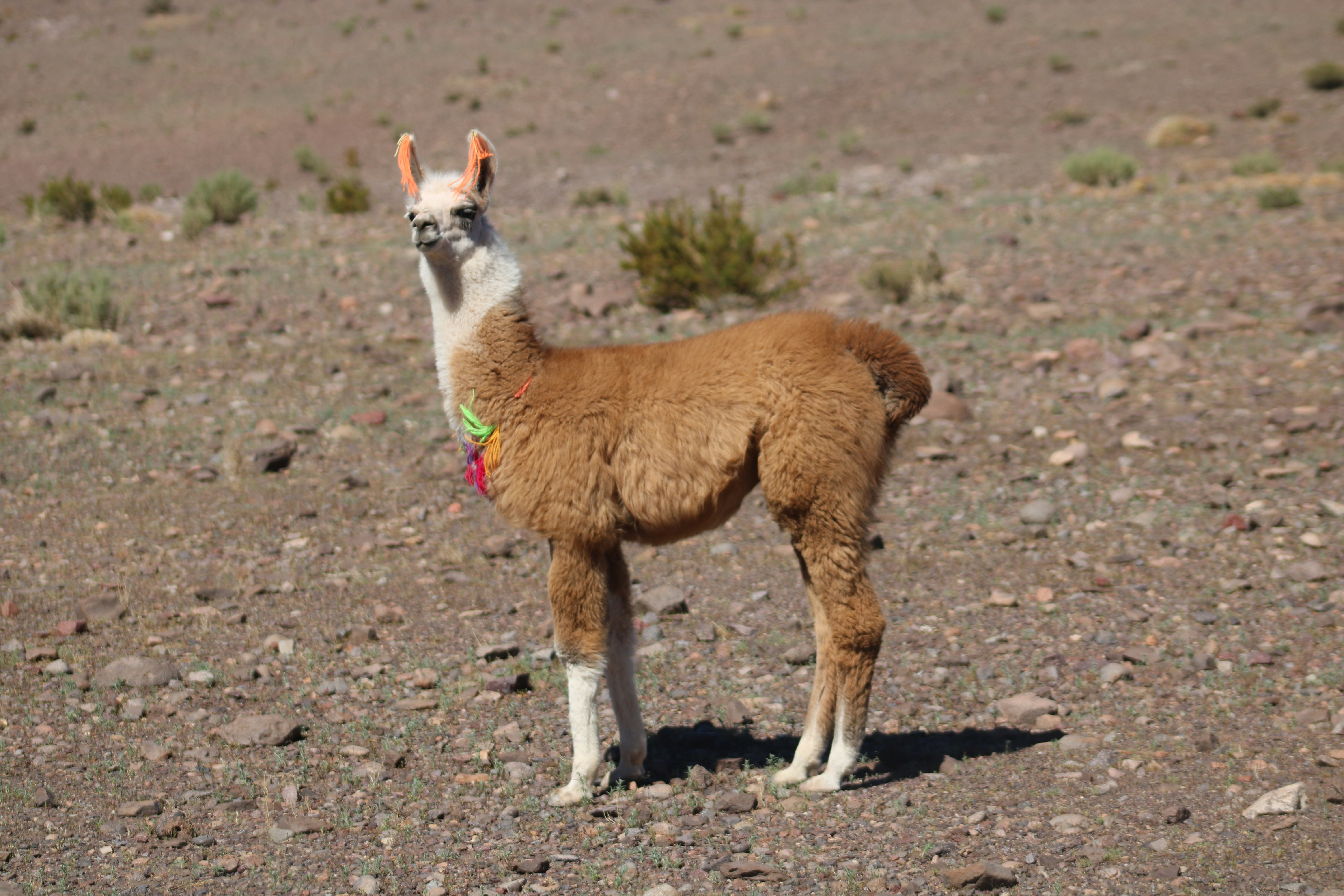 Brown llama photo – Free Brown Image on Unsplash