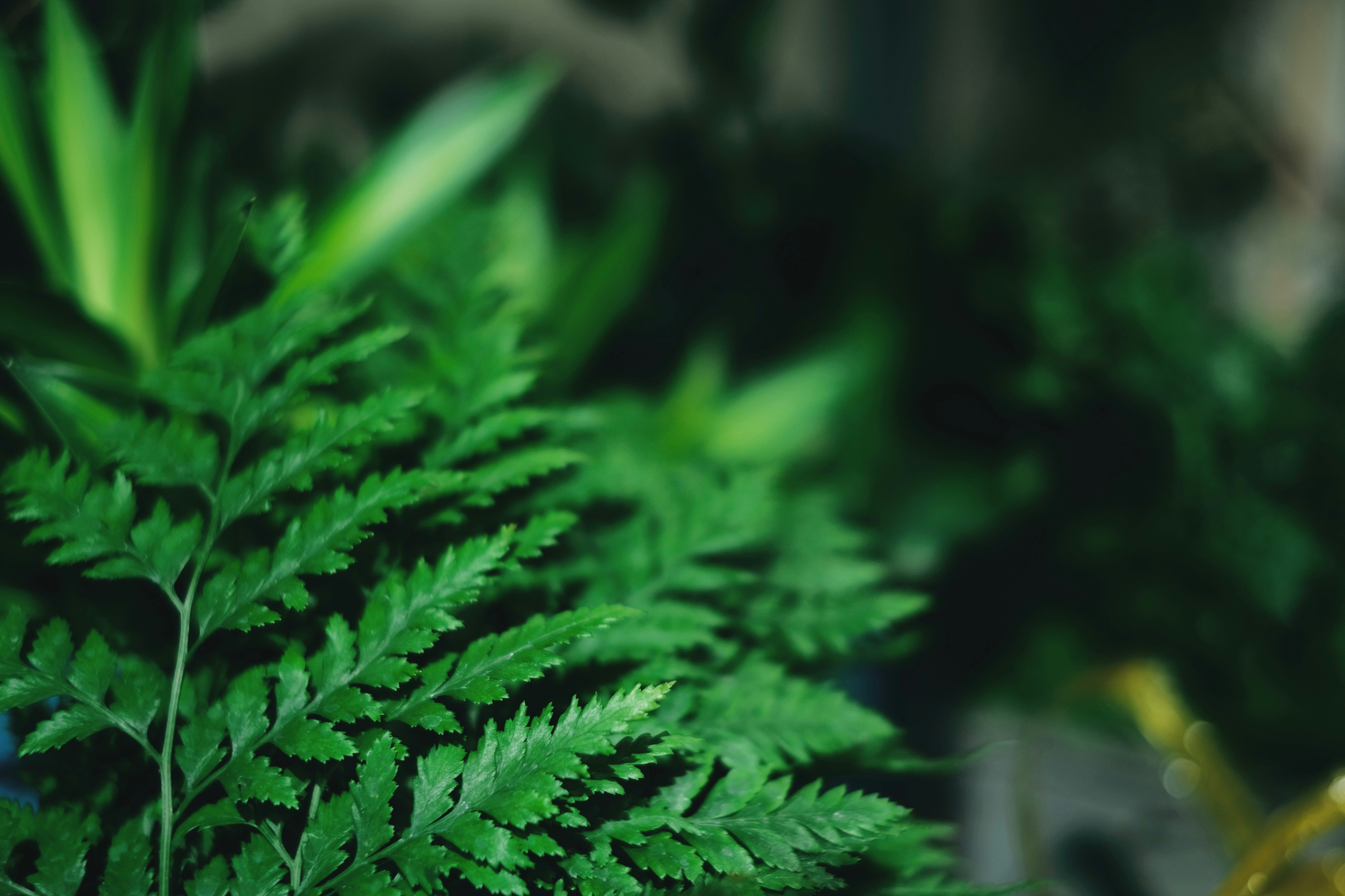 Nice Wallpapers: Free HD Download [500+ 4K]