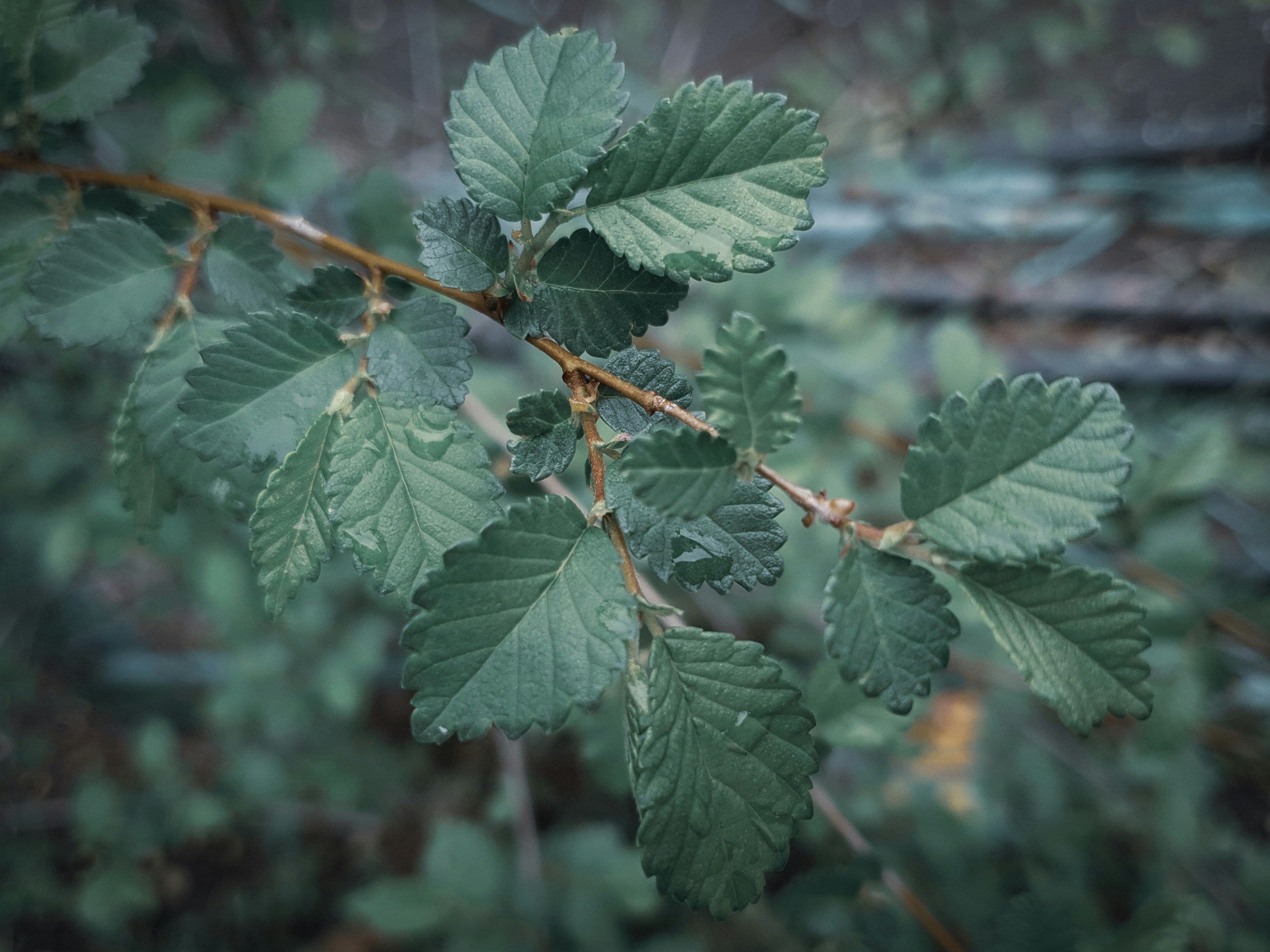 Définition de foliole | Dictionnaire français | La langue française