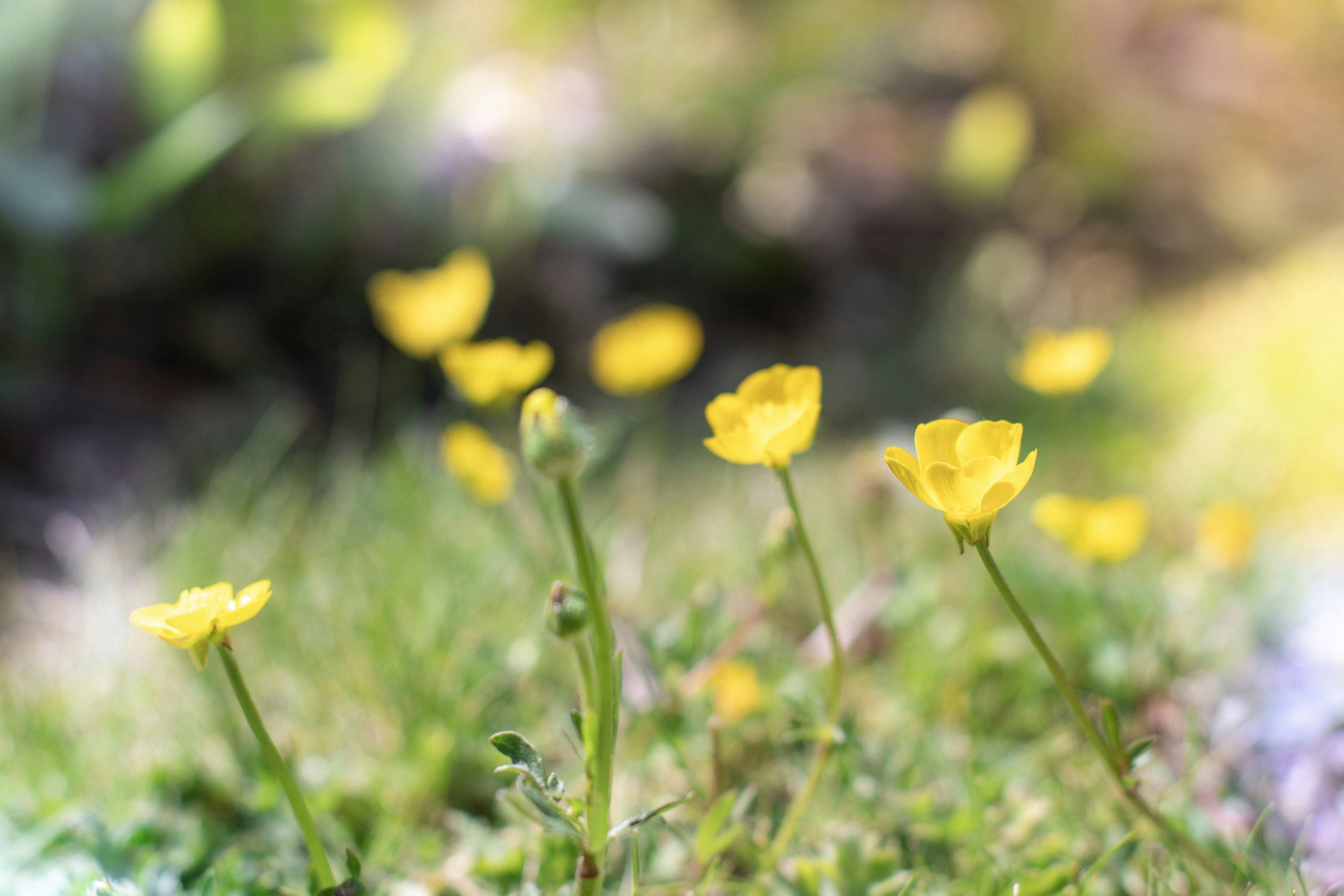 Golden Blossoms Amidst Sunlit Meadow
