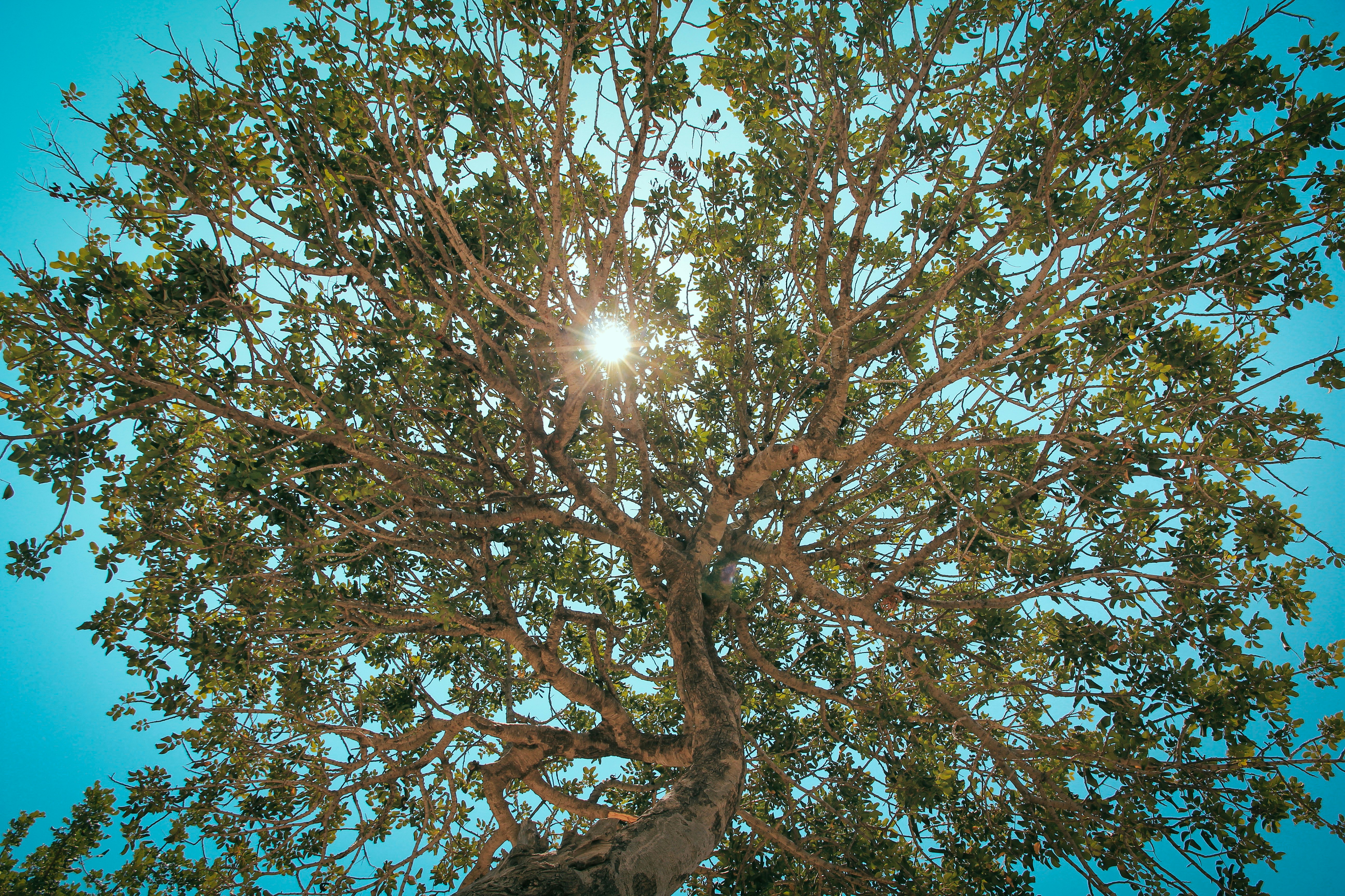 Sunburst Through the Canopy: A Ground-Up Portrait of a Skyward Tree