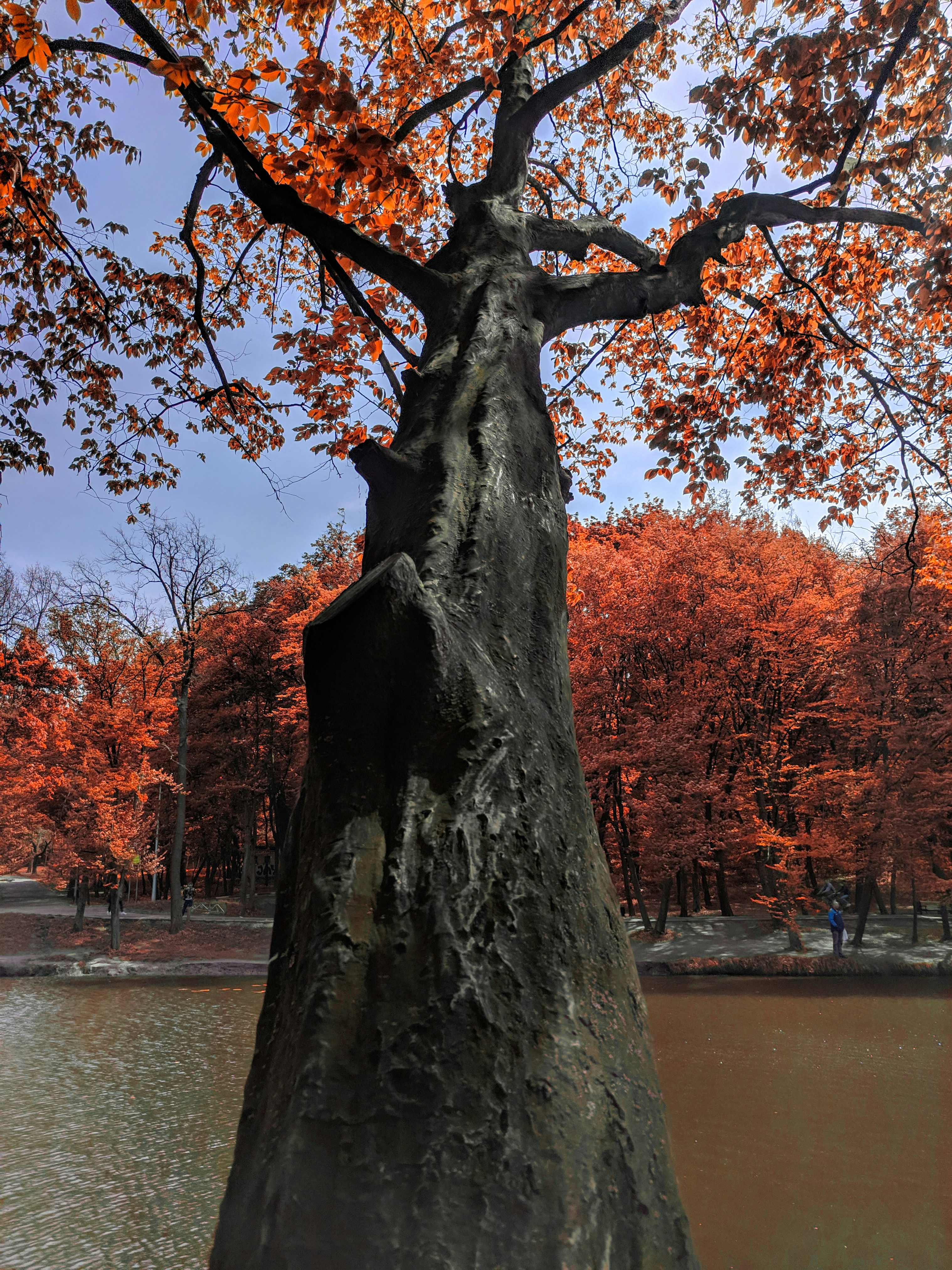 Ancient Tree Silhouette: A Torso of Bark Against Autumn Canopy