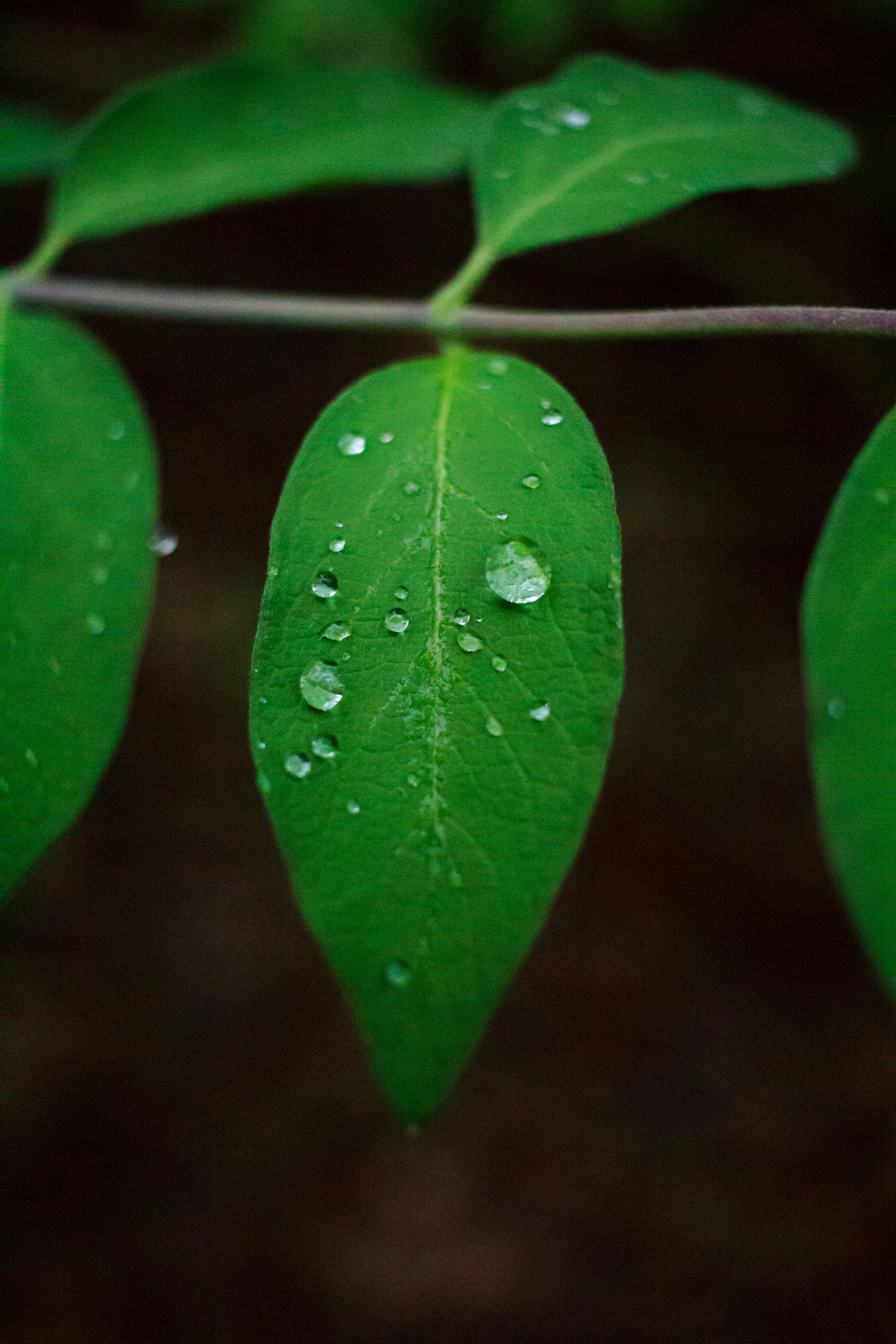 Nature's Crystal Beads: A Leaf's Morning Refreshment