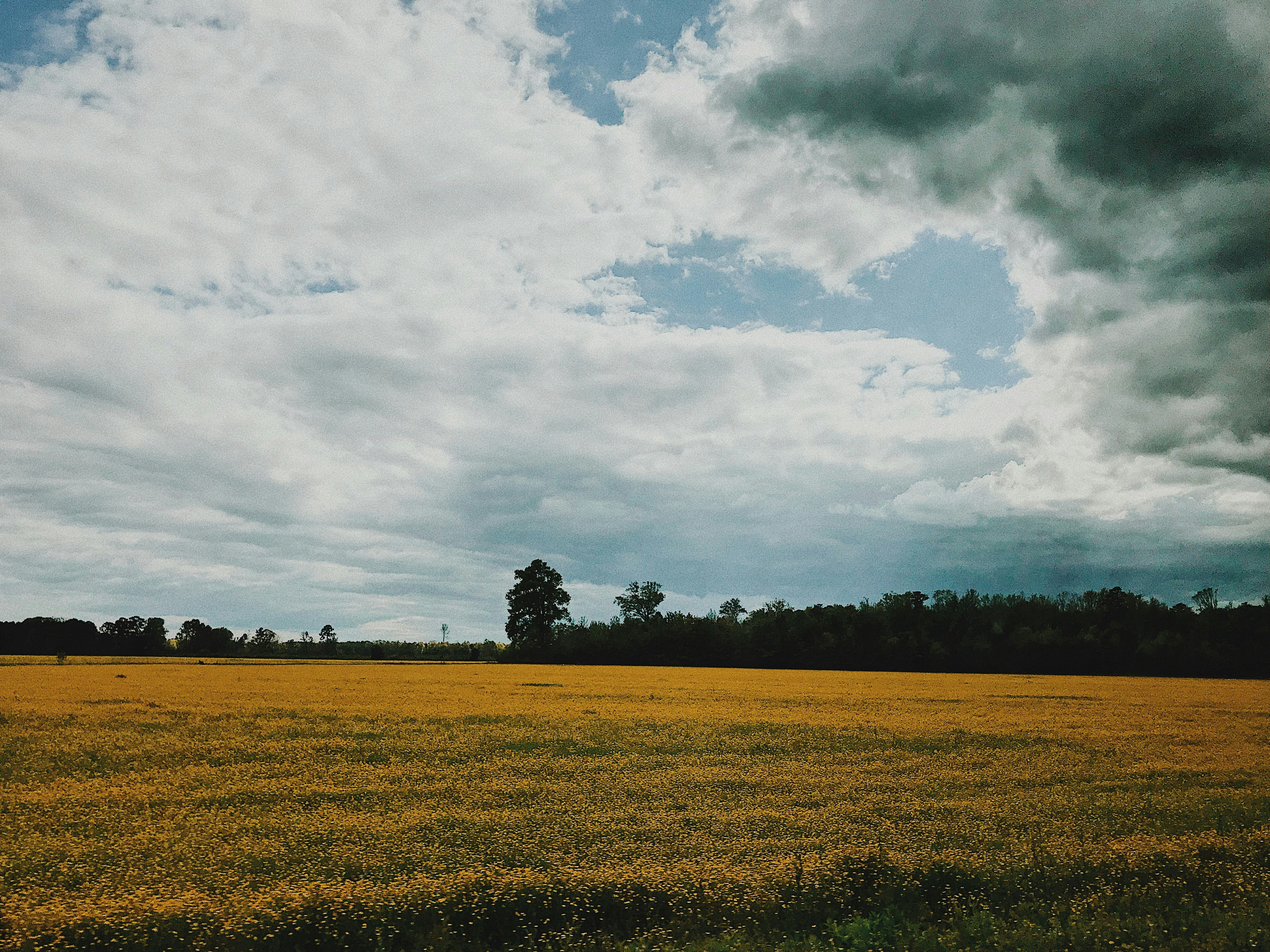 Expansive golden field bordered by a dark tree line under a dramatic cloudy sky.