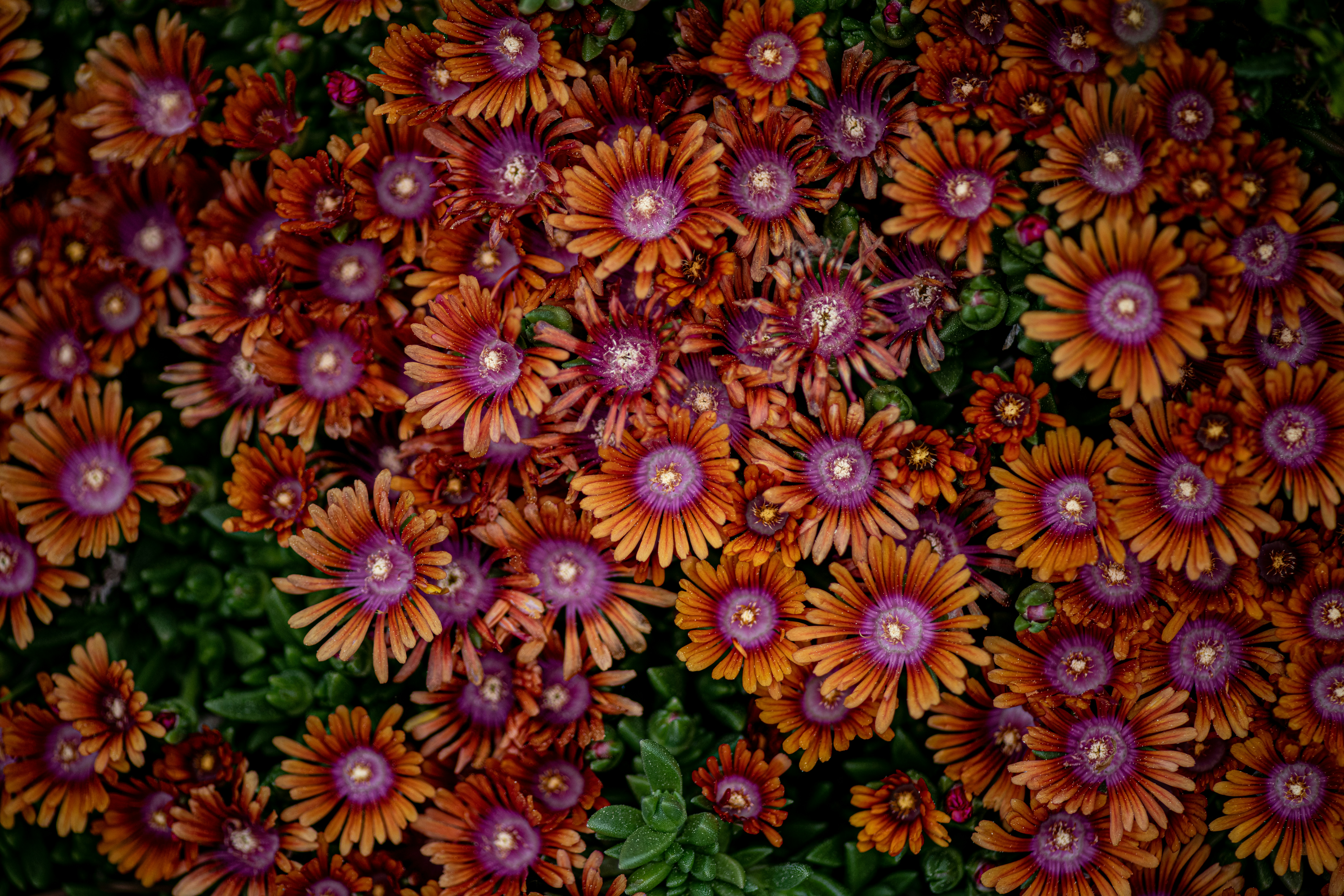 Ember Bloom Mosaic: a dense sea of orange gazanias with violet centers