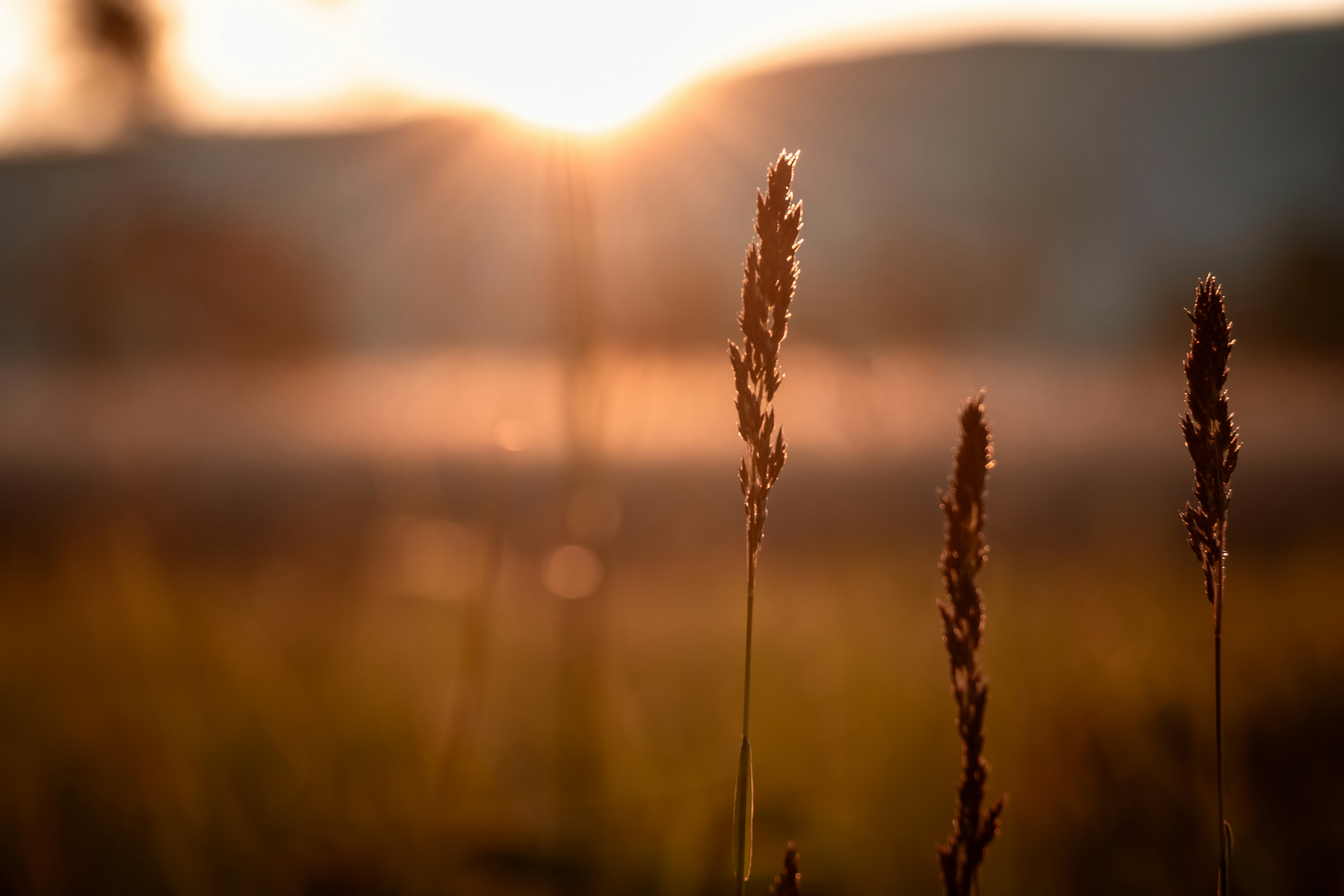 Golden sunlight filters through tall grass, highlighting delicate strands against a soft, blurred background. The scene evokes tranquility in the early morning light.