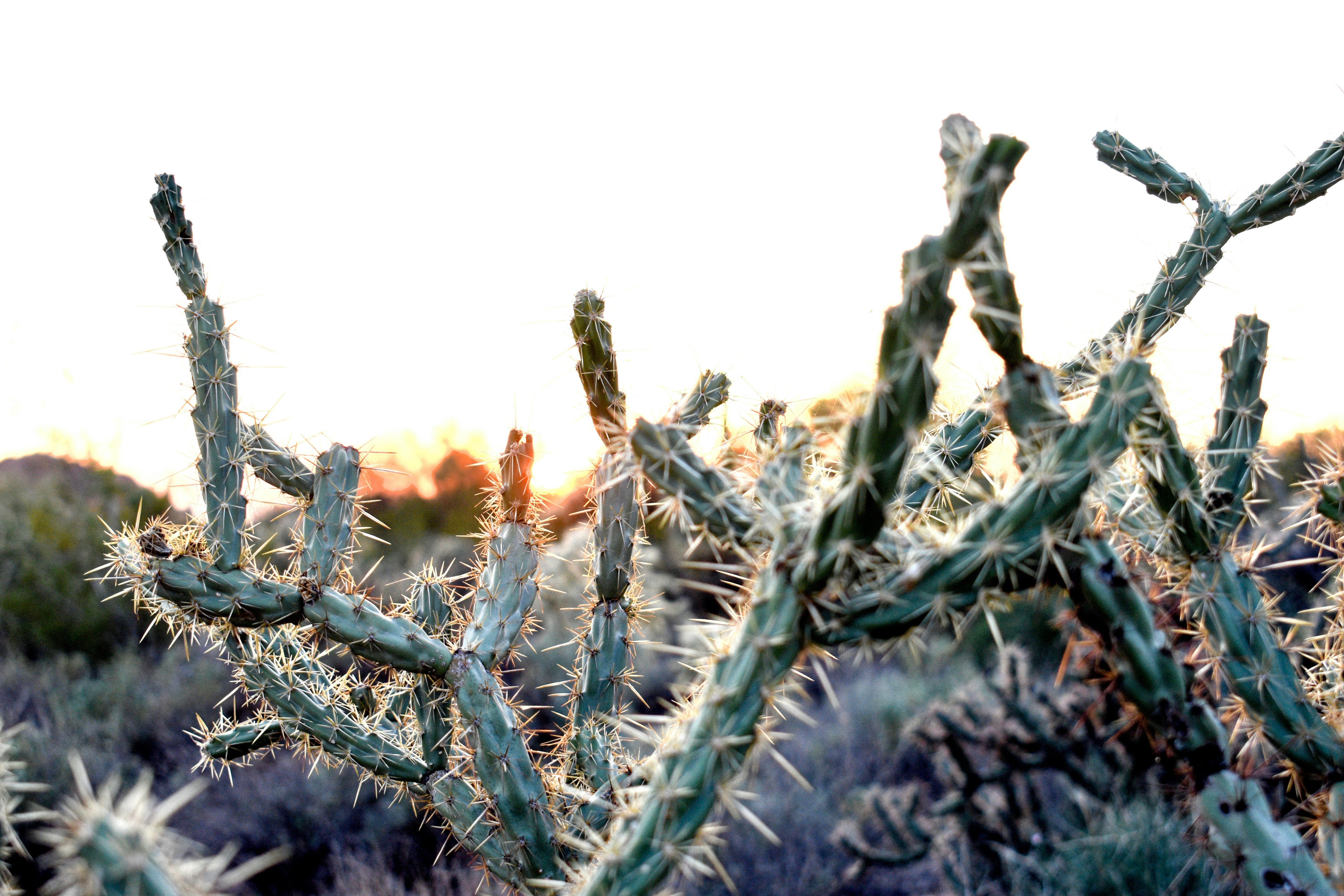 Close-up of a spiky cactus against a softly lit desert backdrop during sunset.