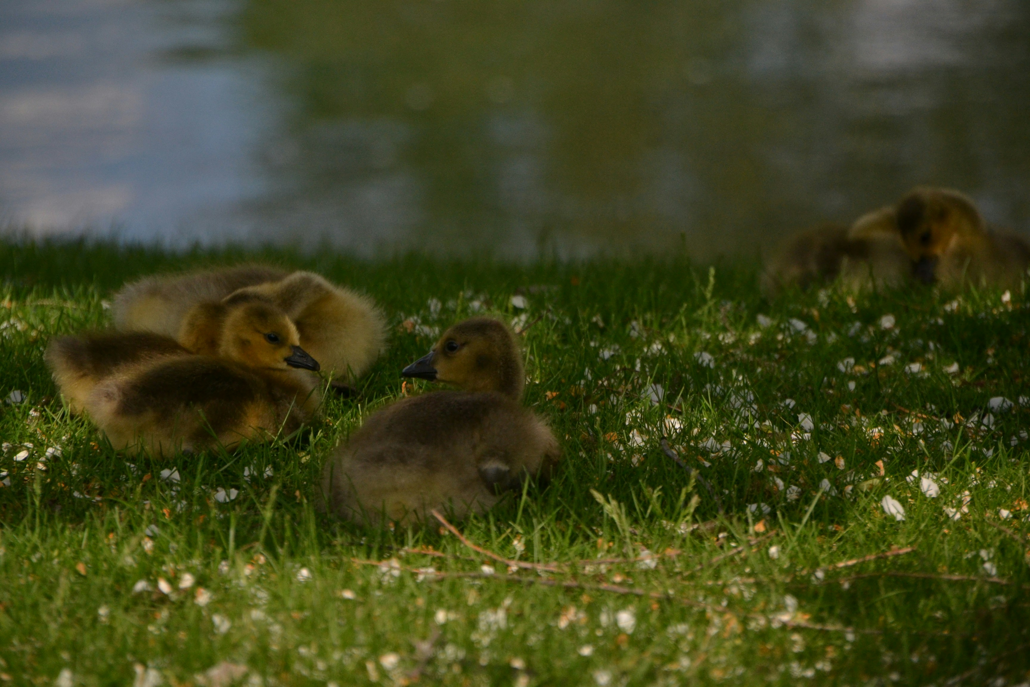 Gentle Moments by the Water's Edge