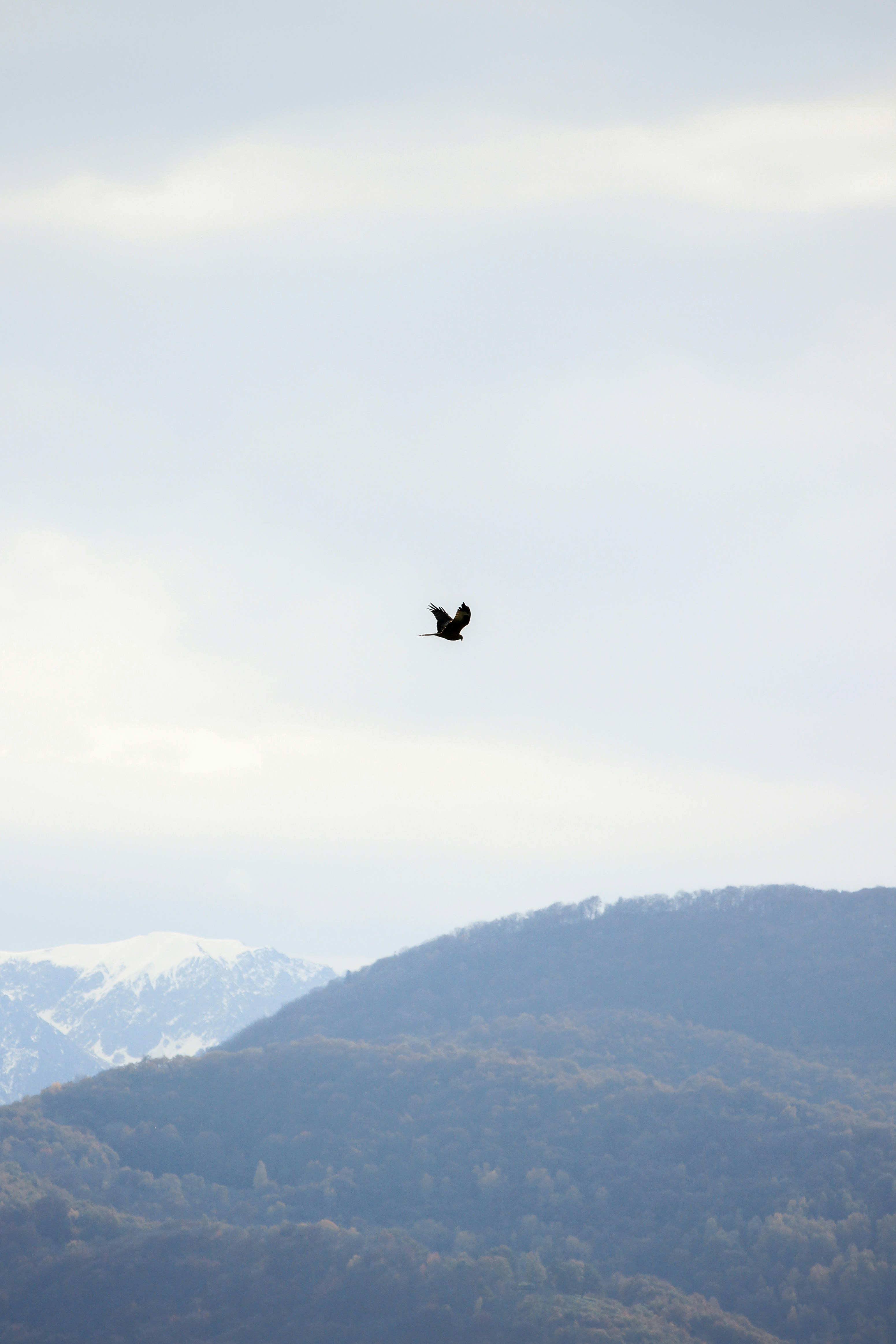 Black bird in flight over hills photo – Free Grey Image on Unsplash