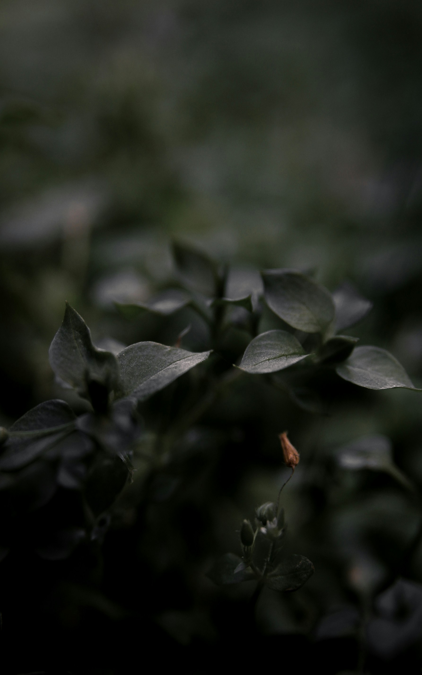 green leaf plant