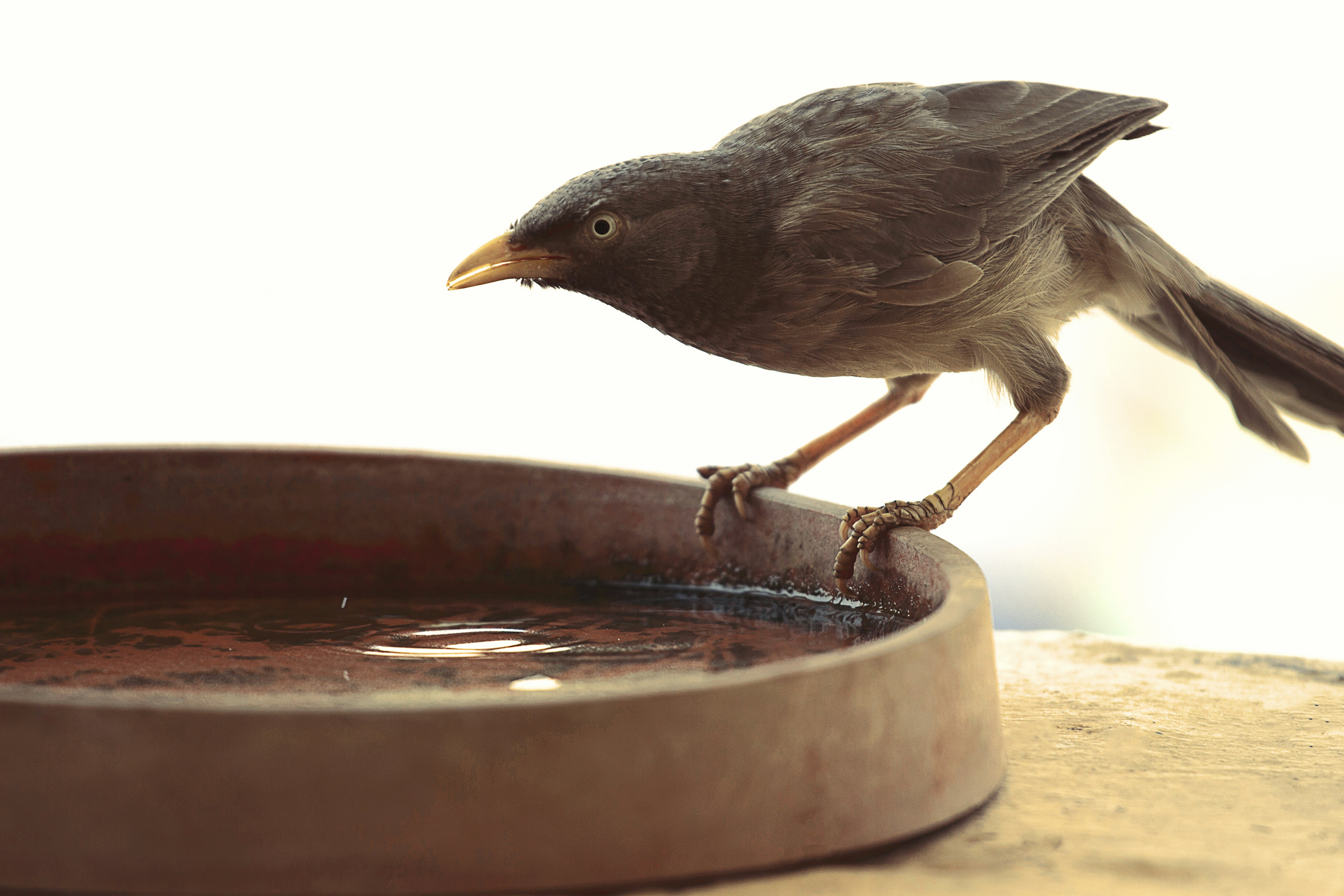 Bird poised at the edge of a shallow water dish, ready to drink. The soft focus highlights its intricate feathers and the gentle ripples in the water.