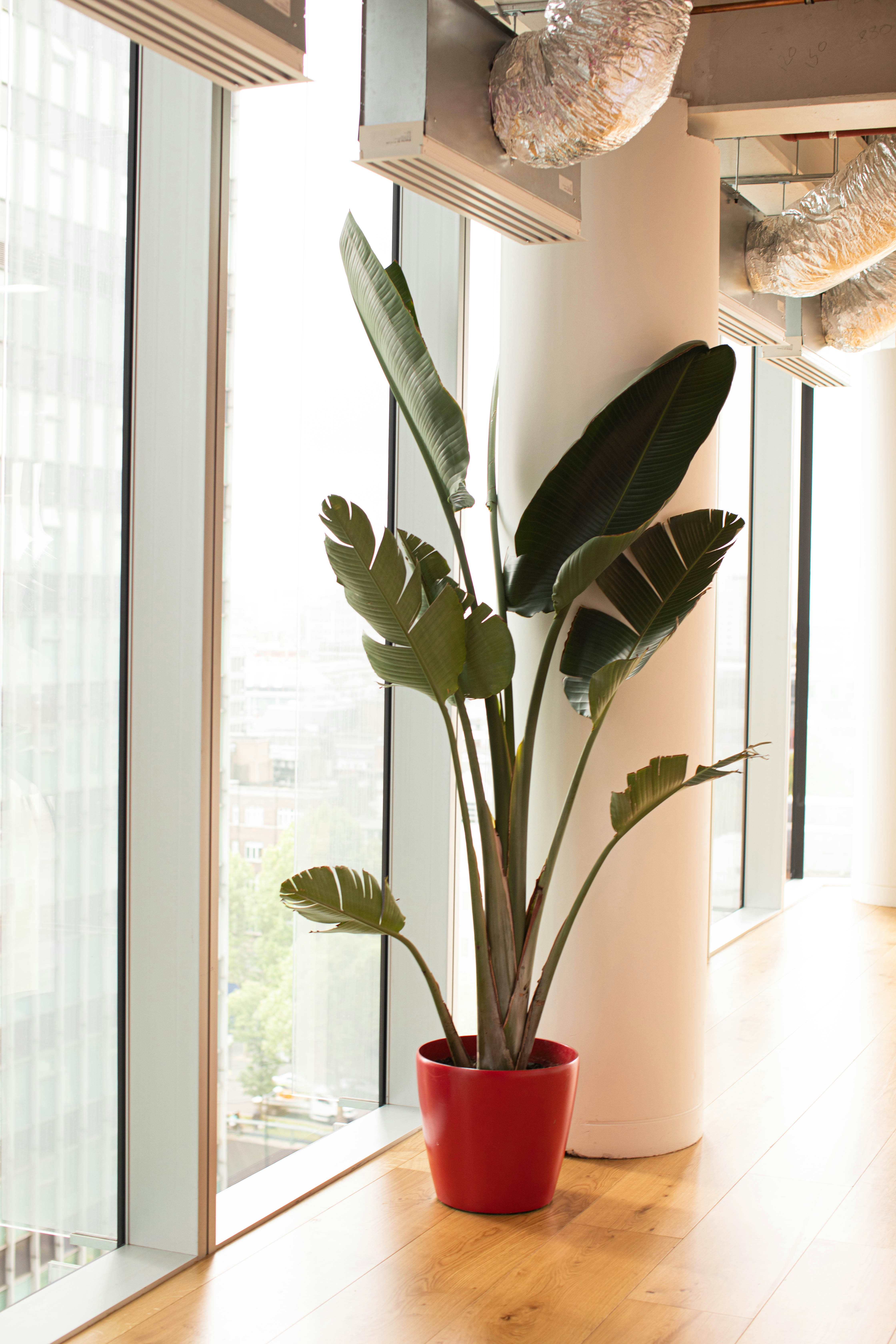 Indoor plant with large green leaves in a red pot, positioned near floor-to-ceiling windows in a modern architectural space.