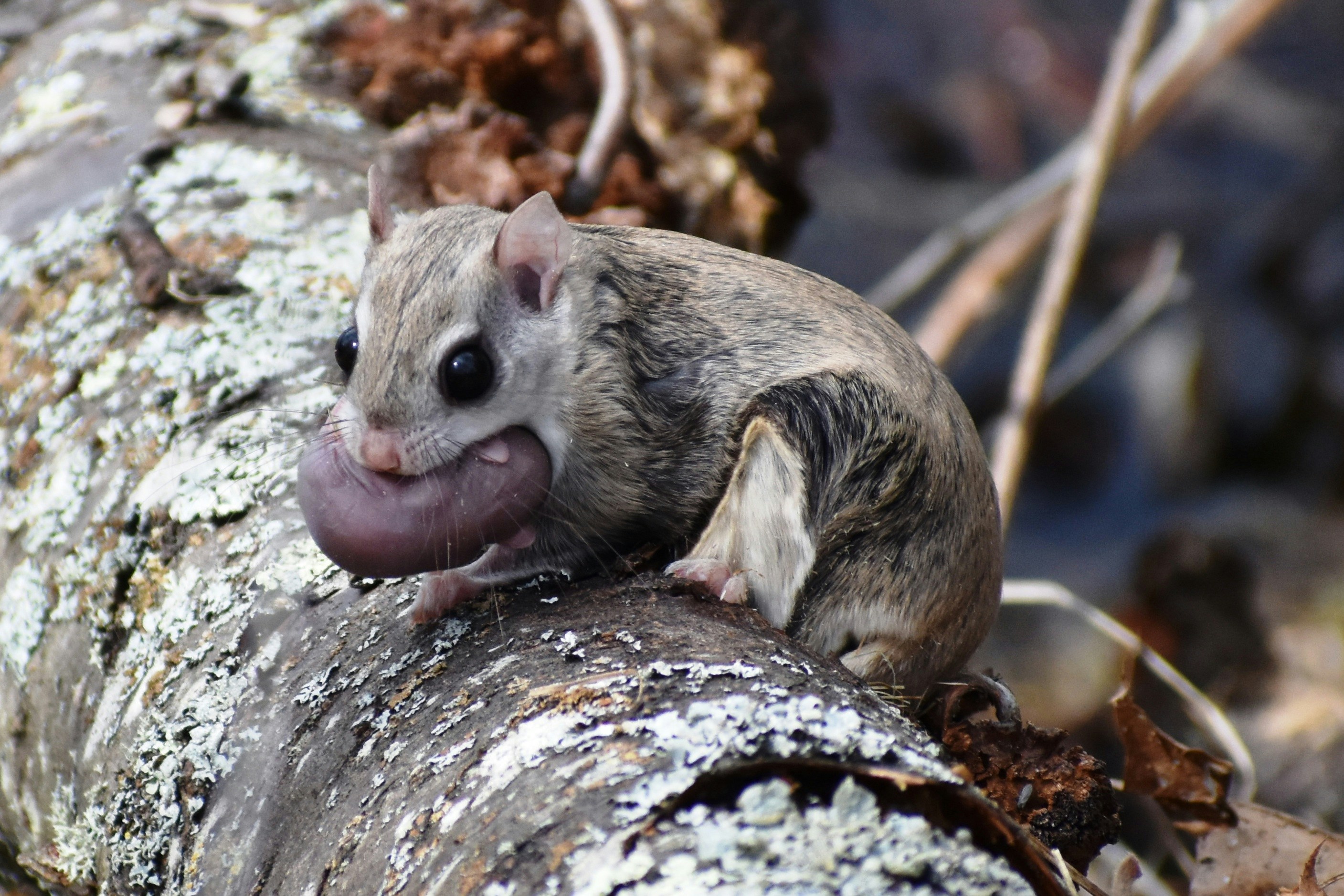 Lip-Smacked Squirrel on a Mossy Log: A Close-Up Moment