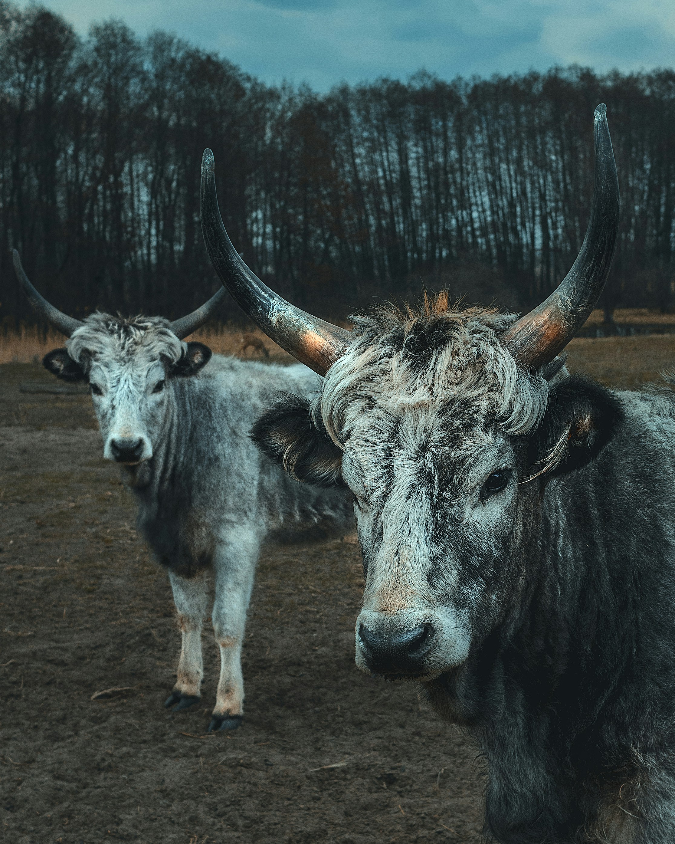 Two mountain goats photo – Free Grey Image on Unsplash