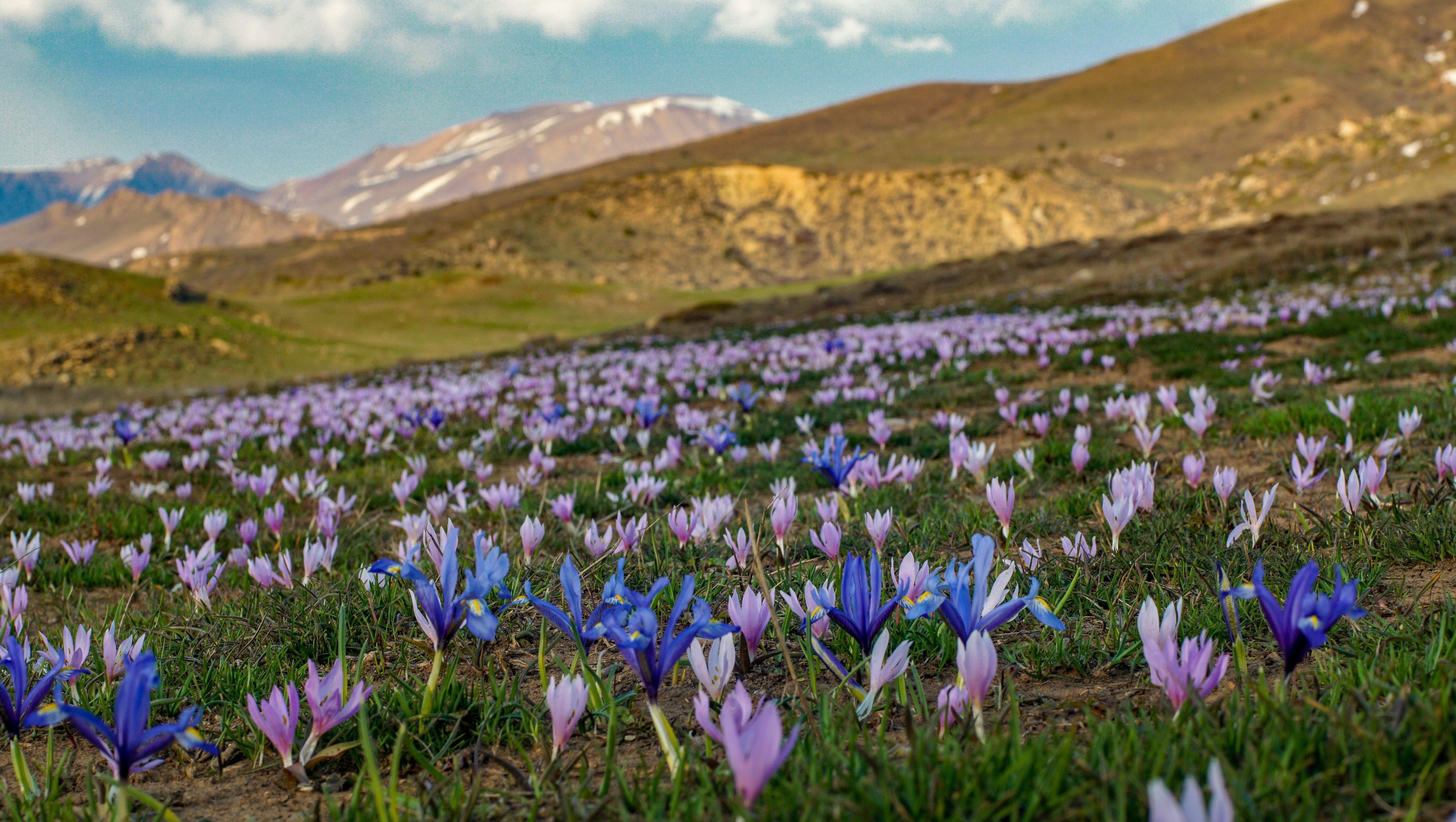 Lavender Bloom Horizon: Alpine Field beneath a Snowlit Ridge