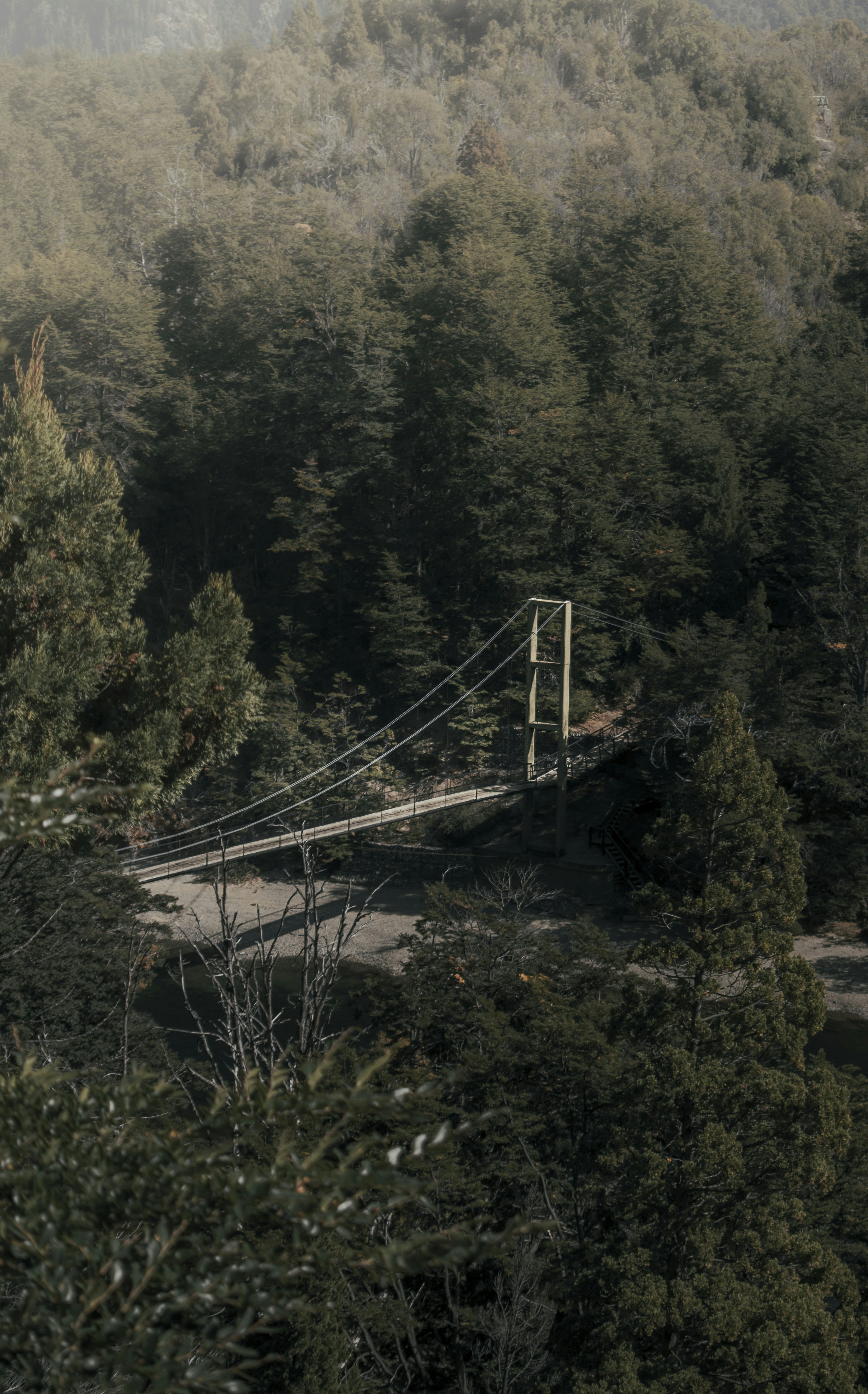 Suspension bridge nestled among dense forest, showcasing the harmony between human engineering and natural beauty.