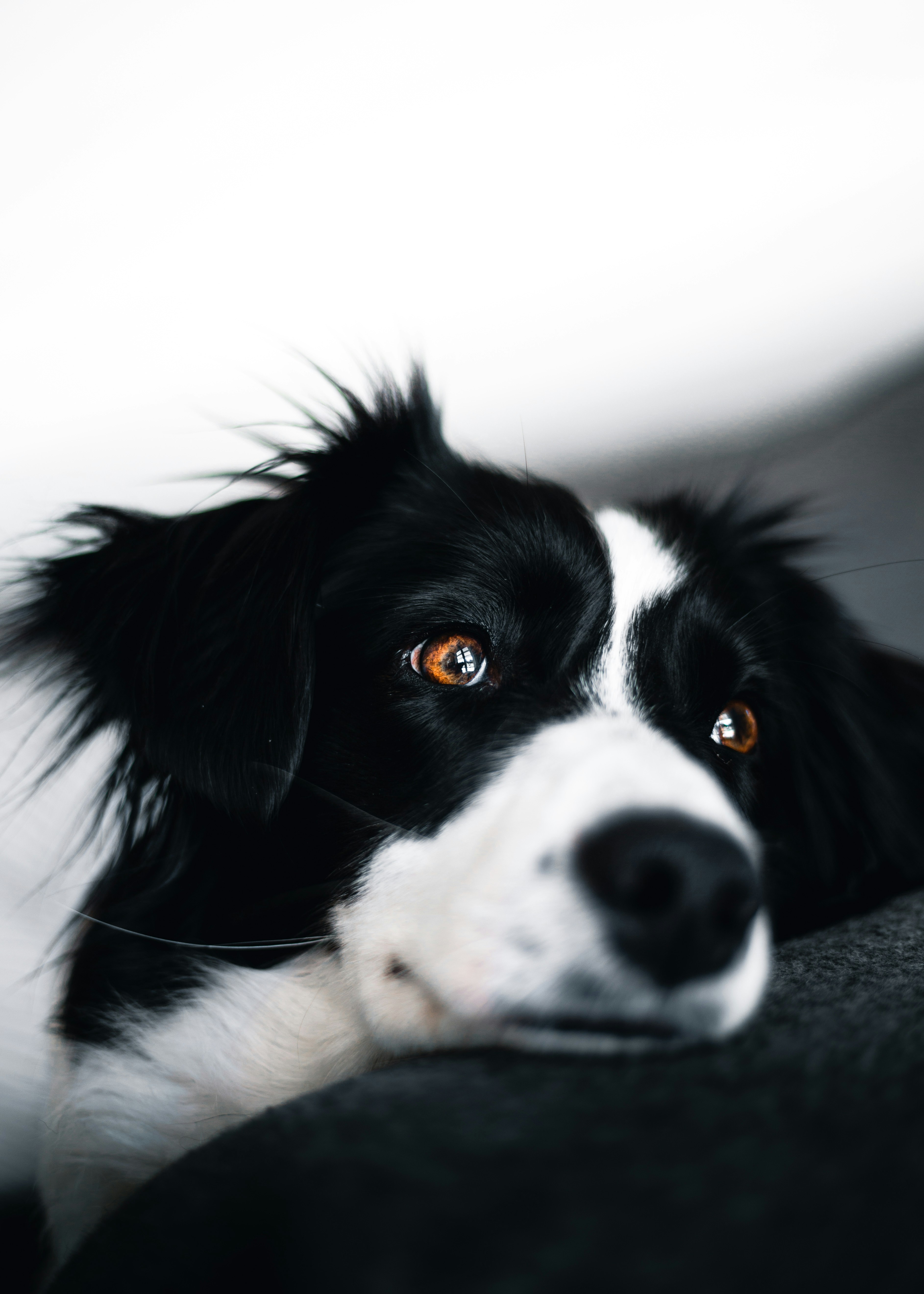 woof | 5 best free woof, dog, animal and canine photos on Unsplash