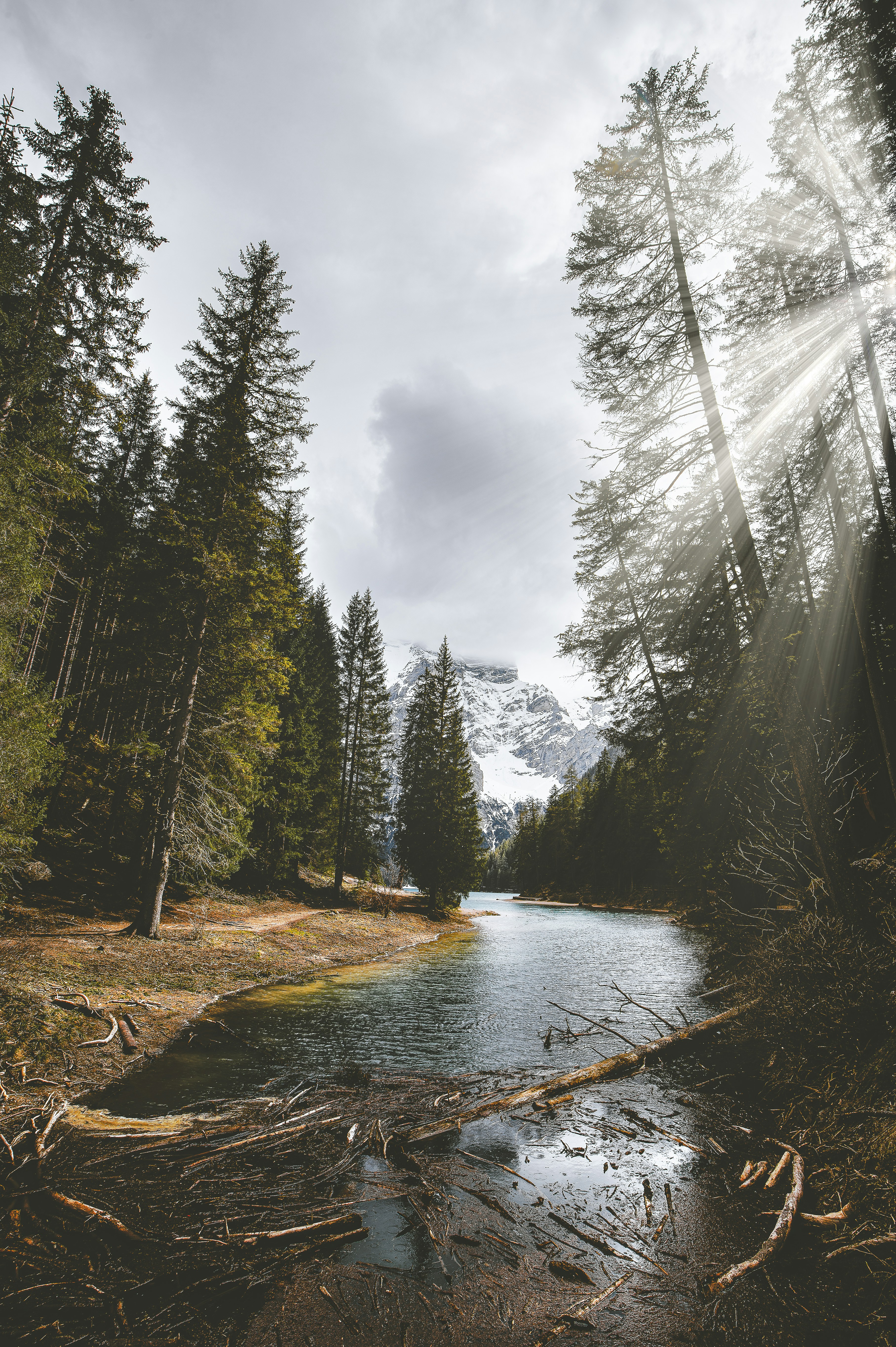 Pine trees beside river photo – Free Grey Image on Unsplash