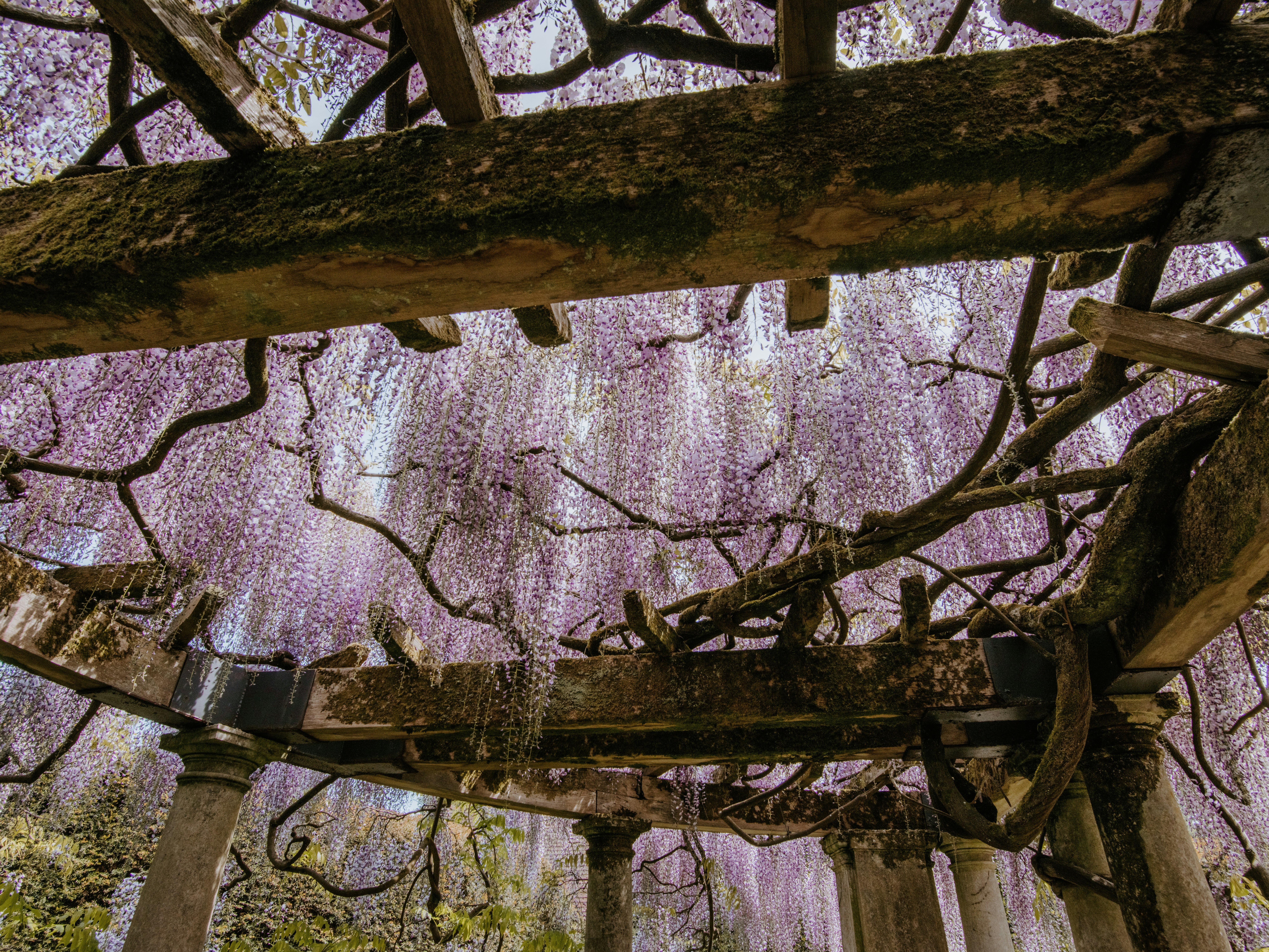 Brown wooden frame photo – Free Flower Image on Unsplash