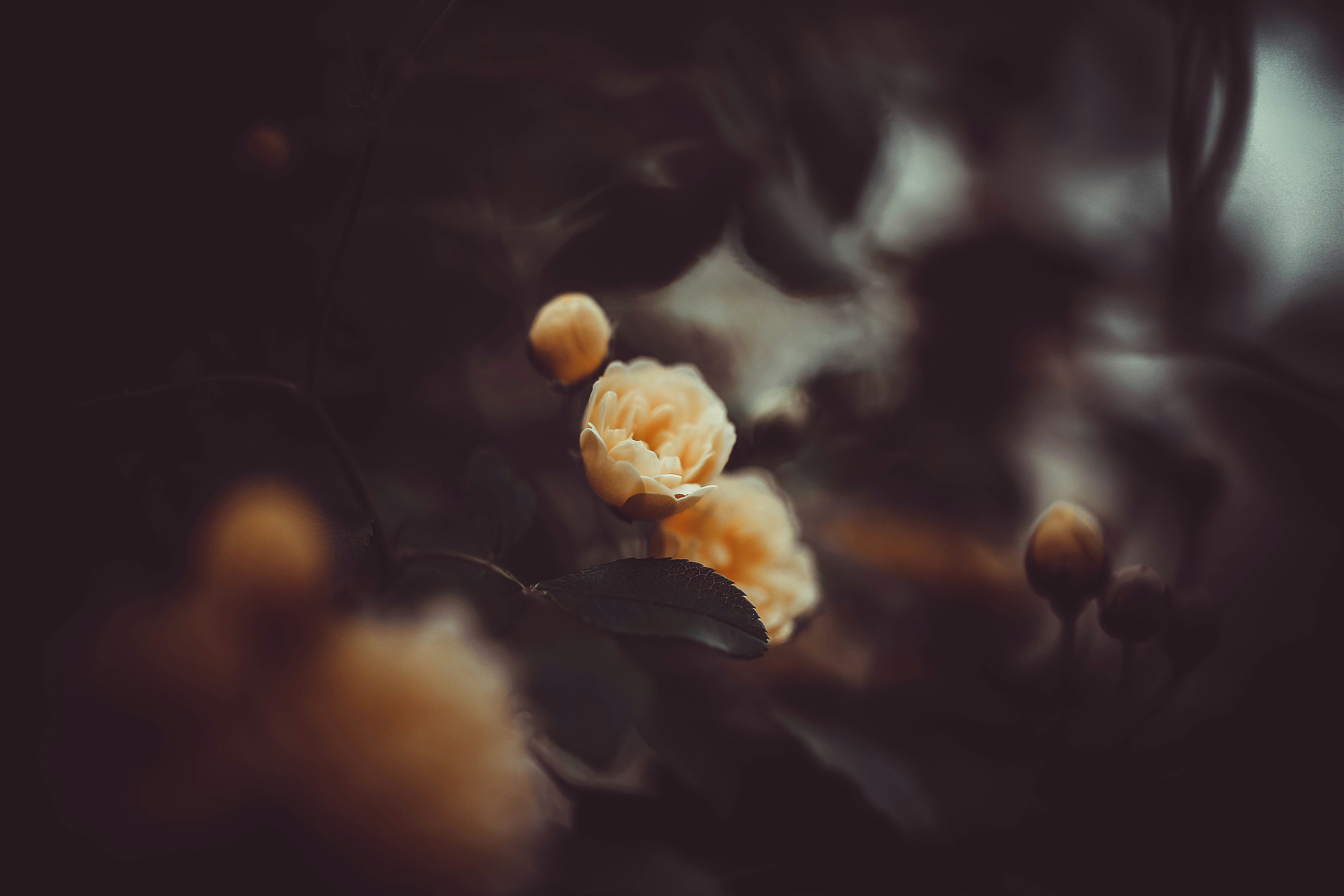 Delicate yellow roses nestled among dark foliage, showcasing their soft petals and gentle curves.