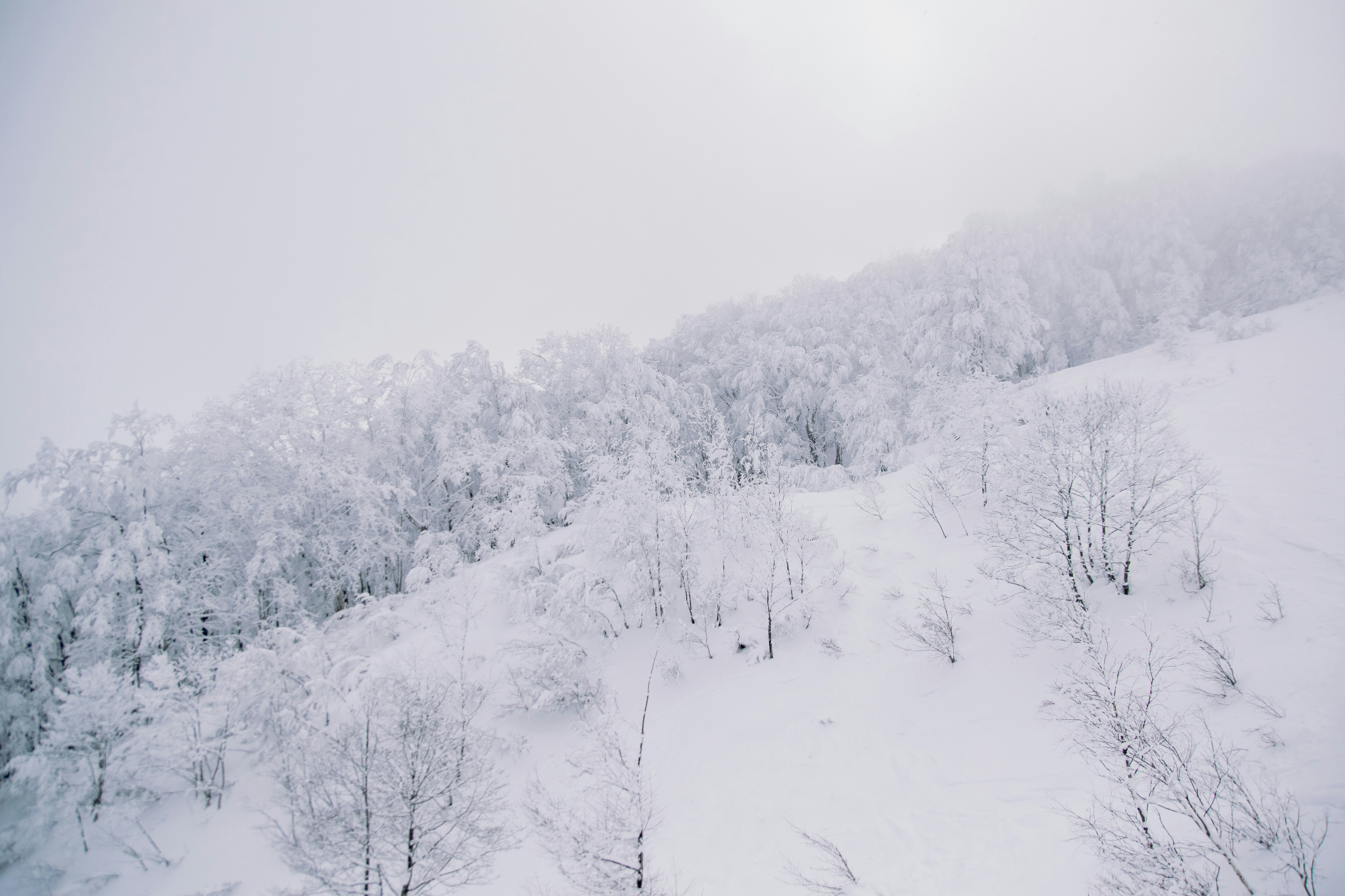 Snow covered tress photo – Free Grey Image on Unsplash