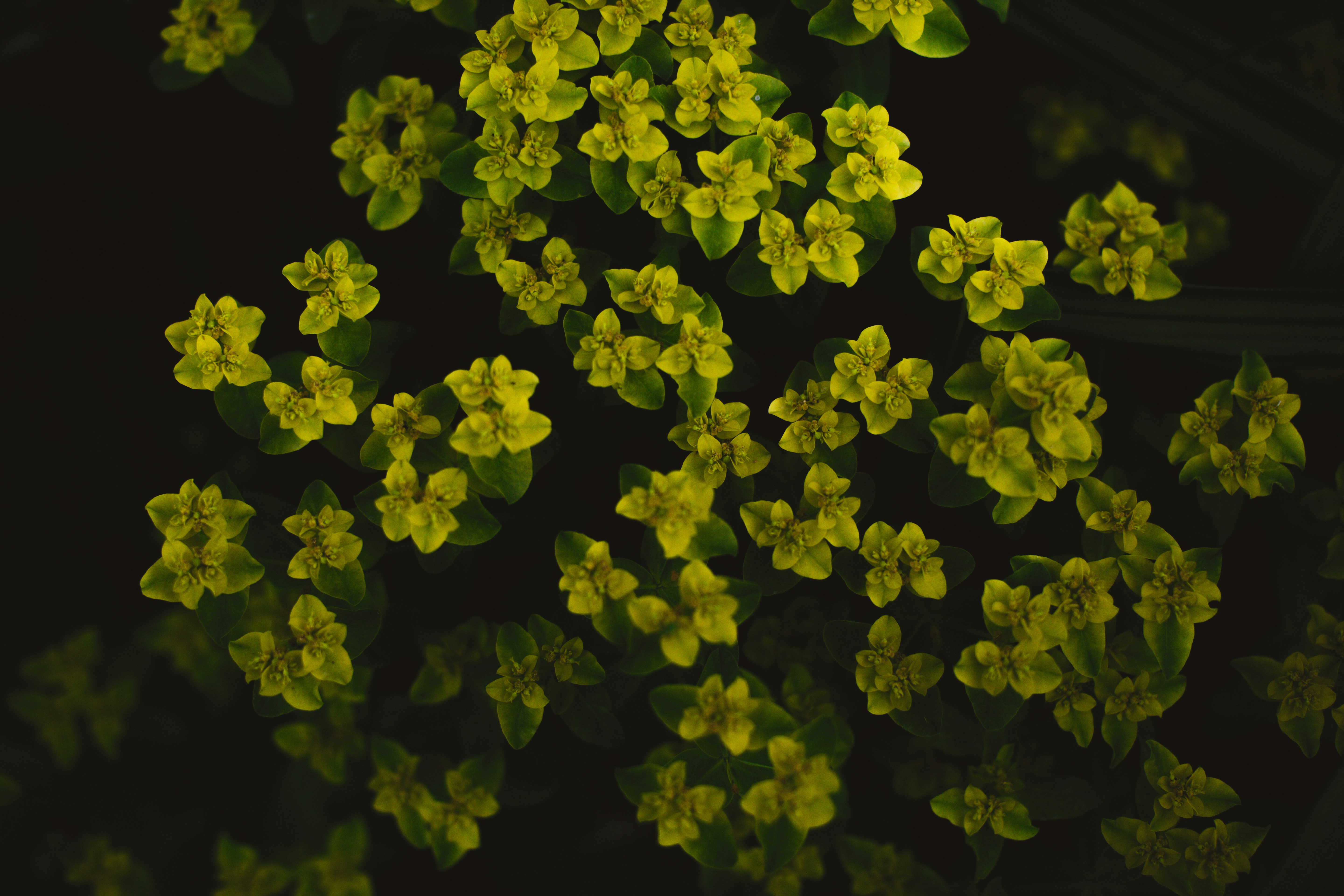 A dense cluster of vibrant yellow flowers set against a dark backdrop, highlighting their intricate details and natural beauty.