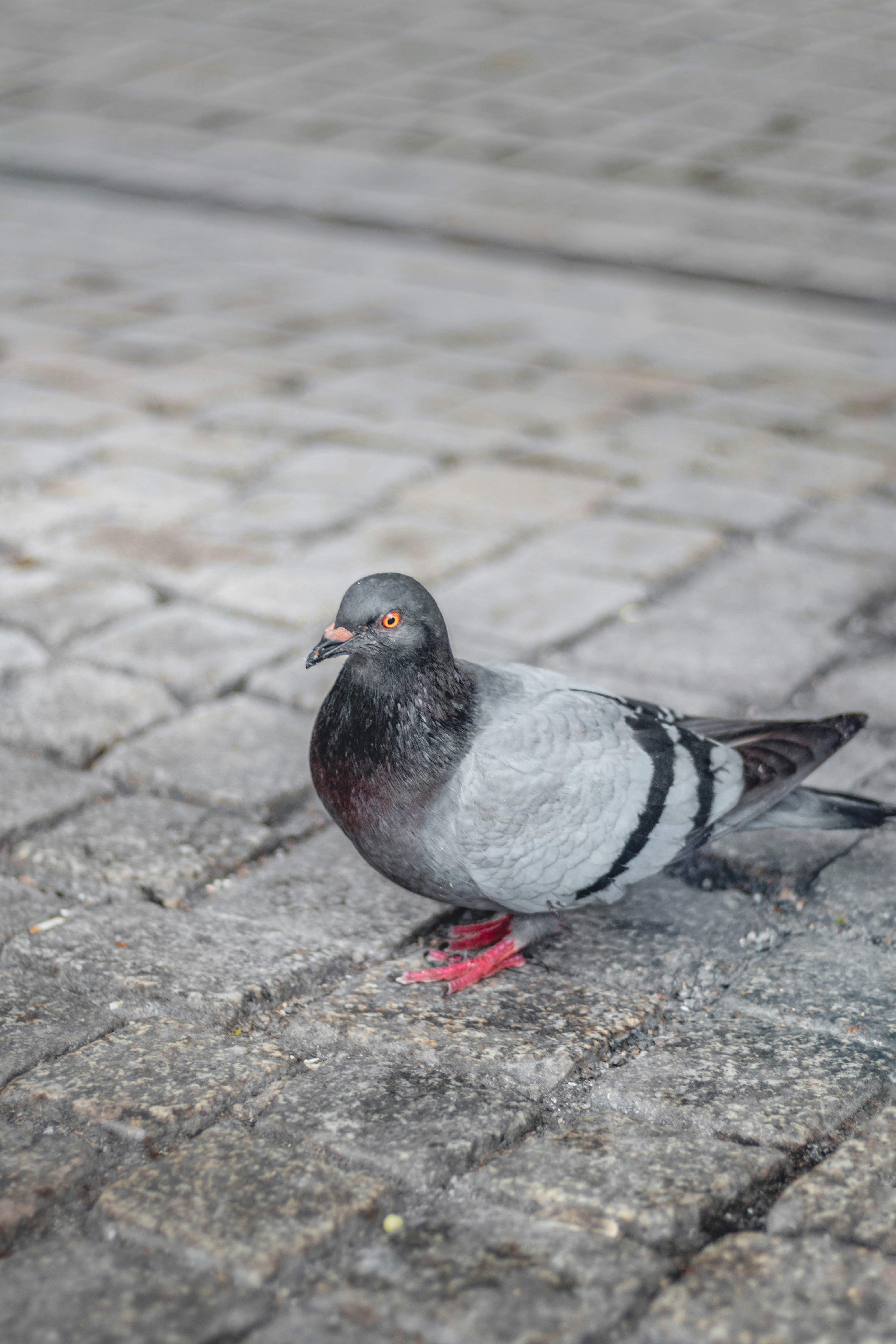 Pidgeon Pictures | Download Free Images on Unsplash