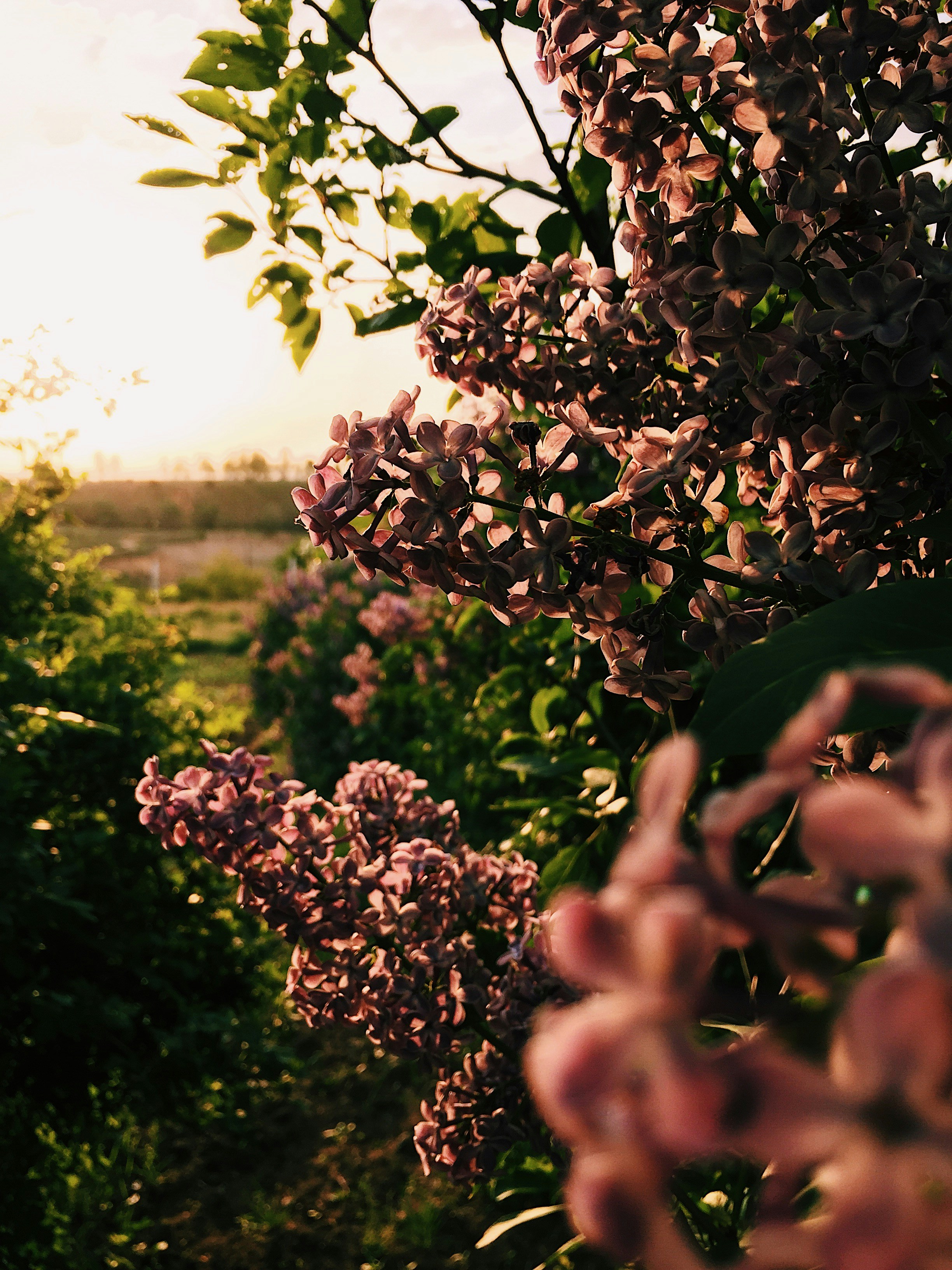 Delicate lilac flowers cluster amidst vibrant greenery, capturing the essence of springtime tranquility.