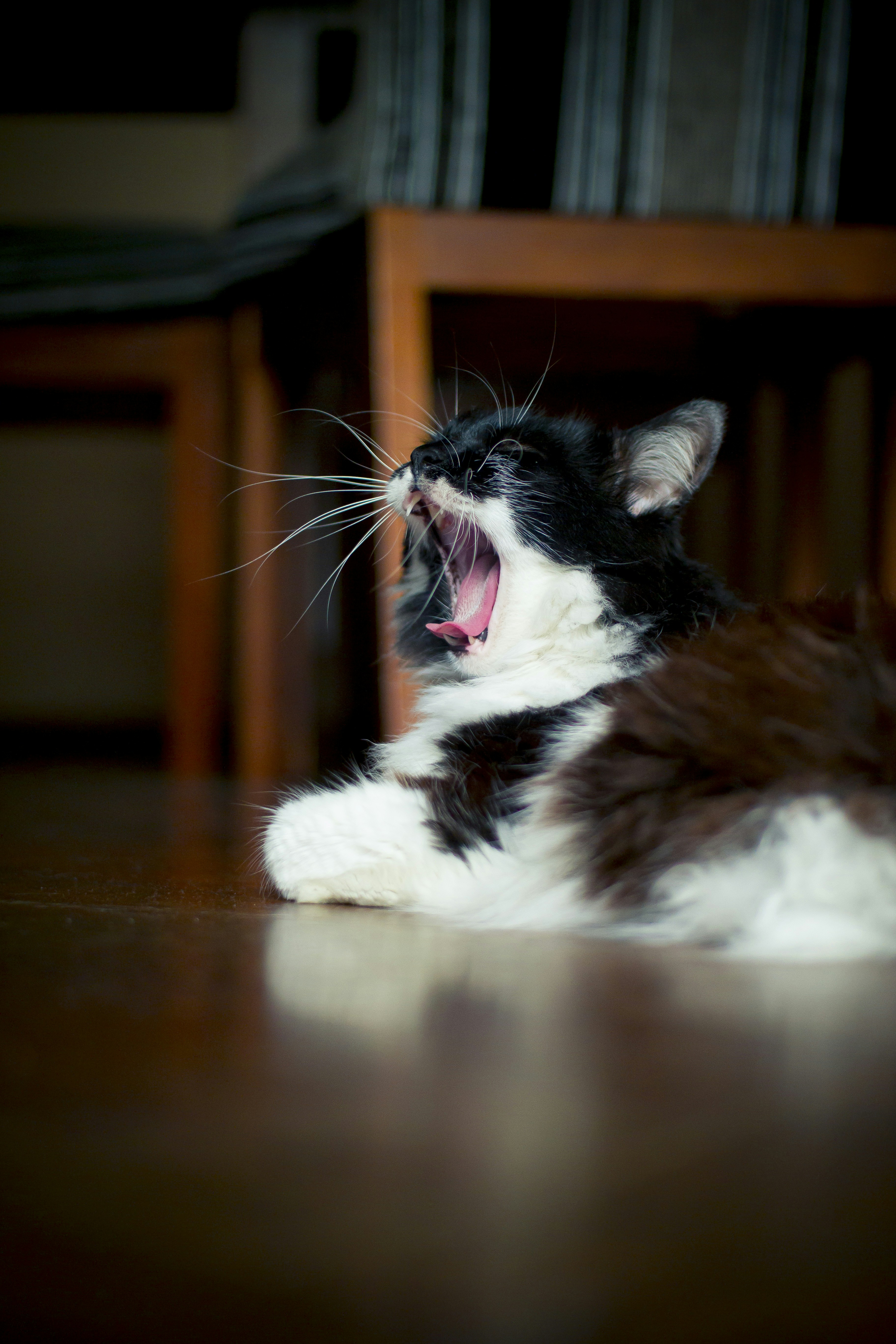 Yawning Whiskers in a Quiet Spotlight: A Black-and-White Cat on Hardwood