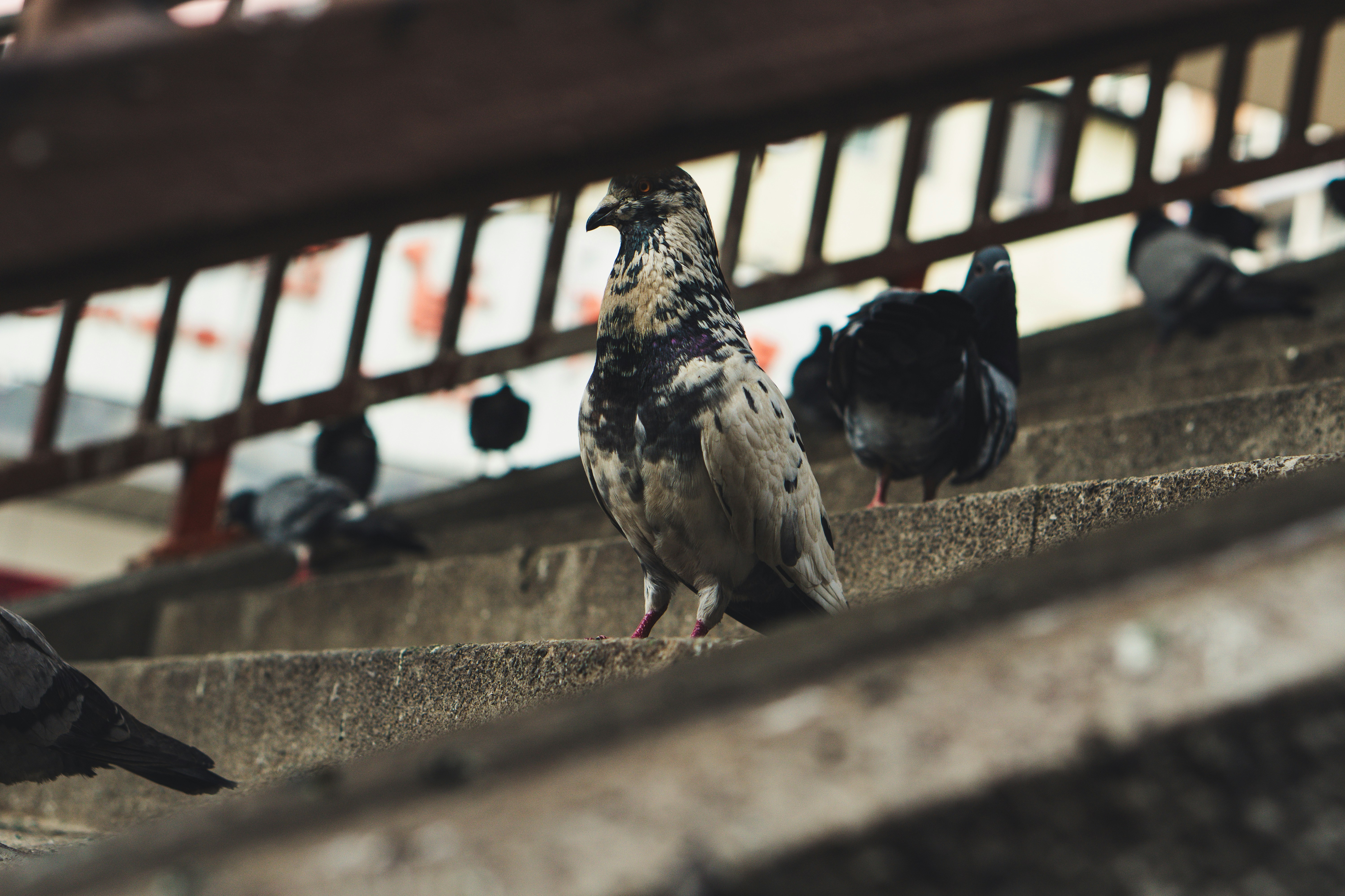 A pigeon stands prominently on a staircase, surrounded by other pigeons, showcasing the dynamics of urban wildlife. The scene captures the essence of city life through the lens of nature.