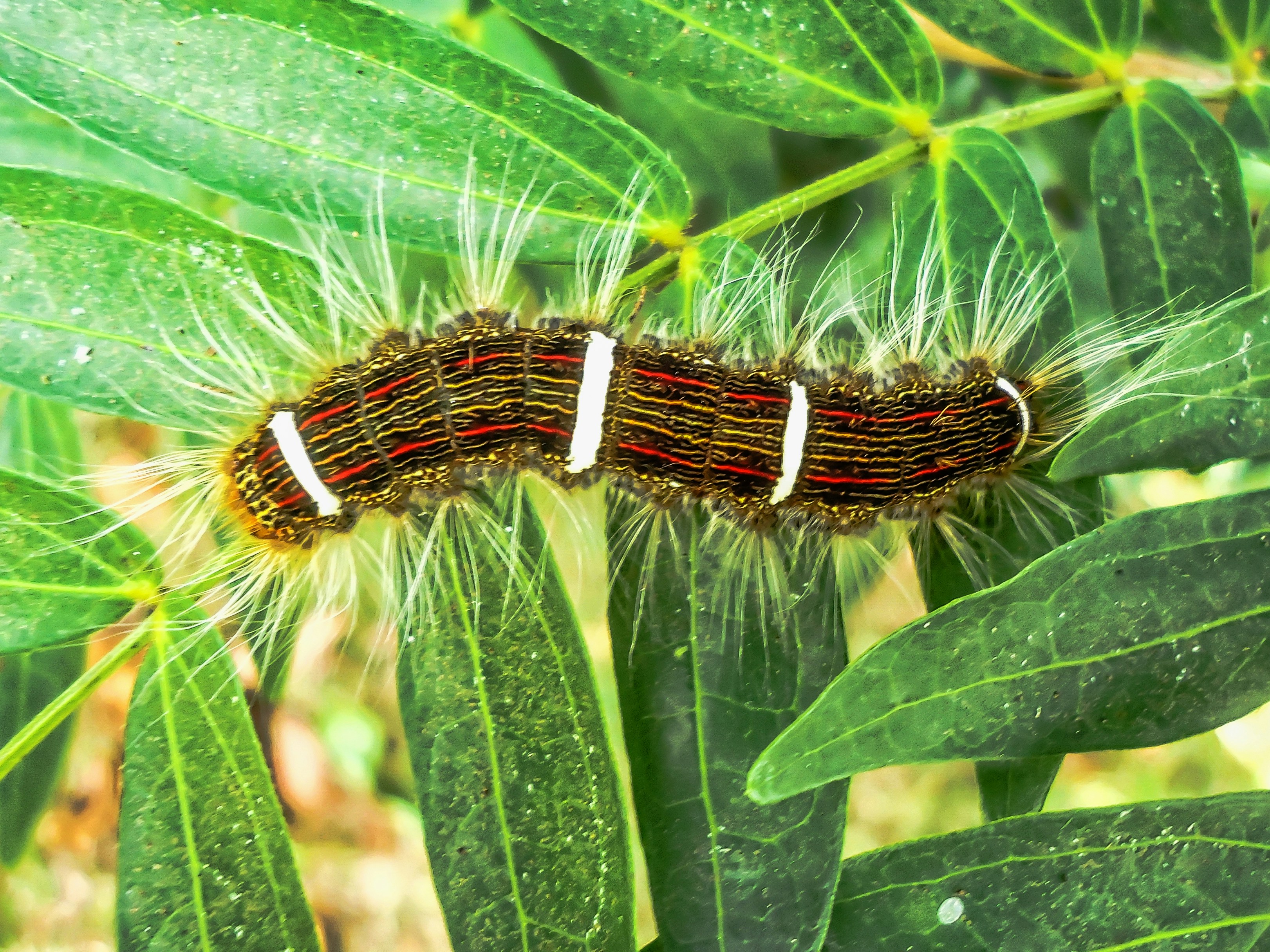 Macro photograph of a hairy caterpillar with white bands crawling along green leaves.