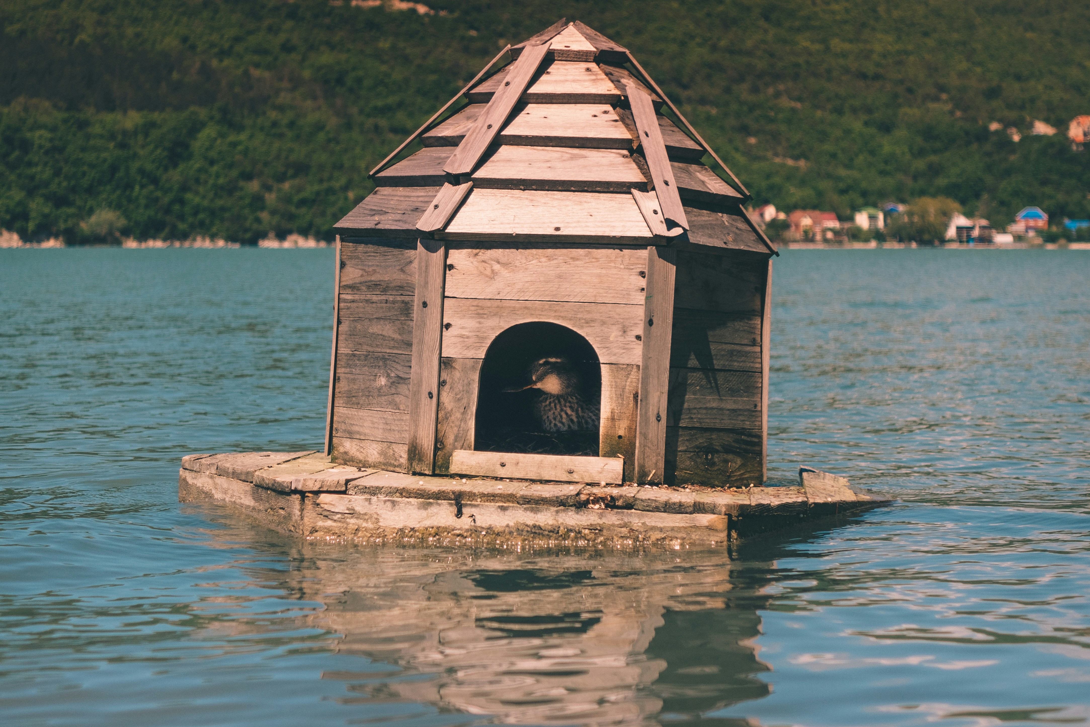Wooden birdhouse perched on a floating platform in a tranquil lake, surrounded by lush greenery.