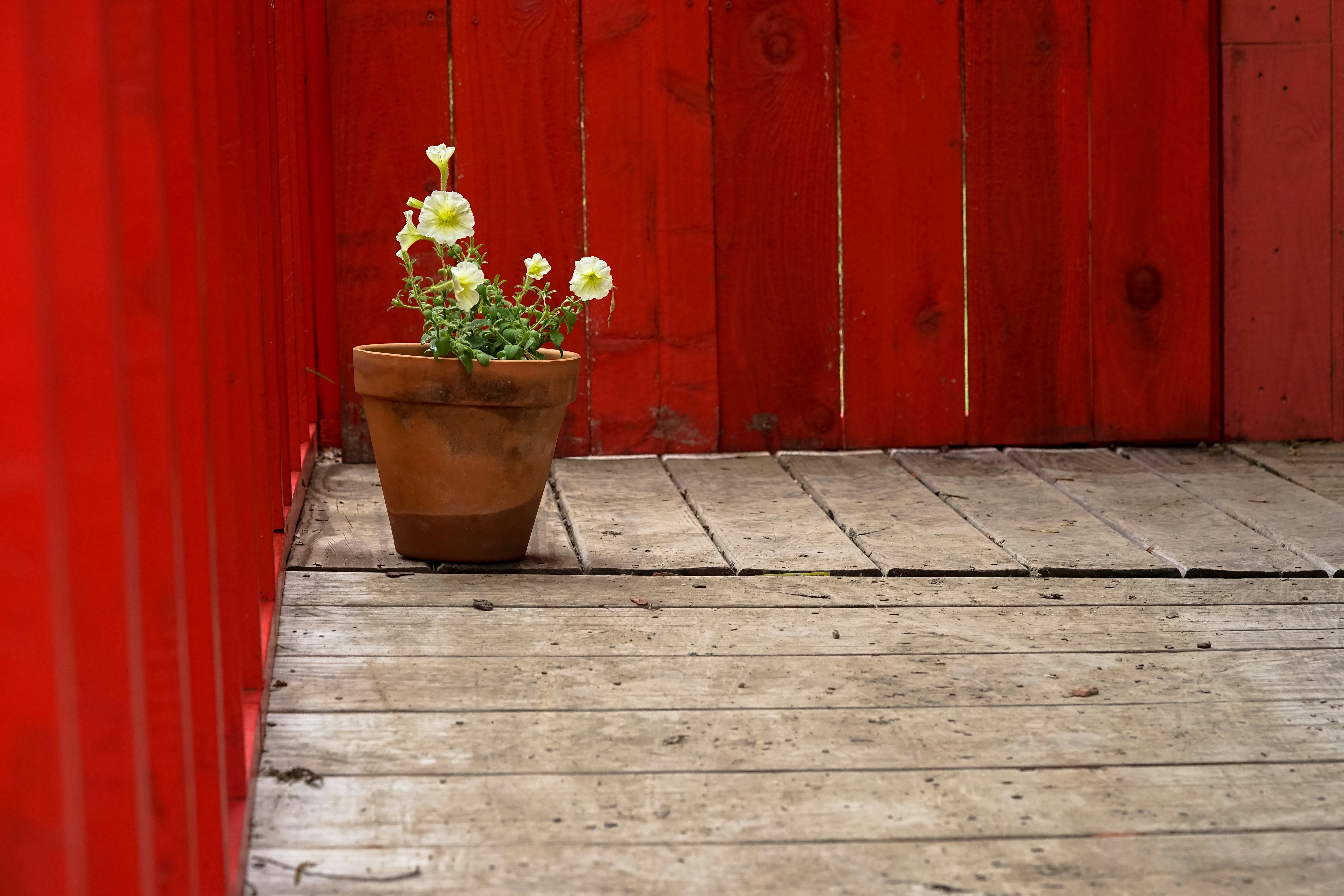 Terracotta Pot with White Geraniums Poised Against a Crimson Fence