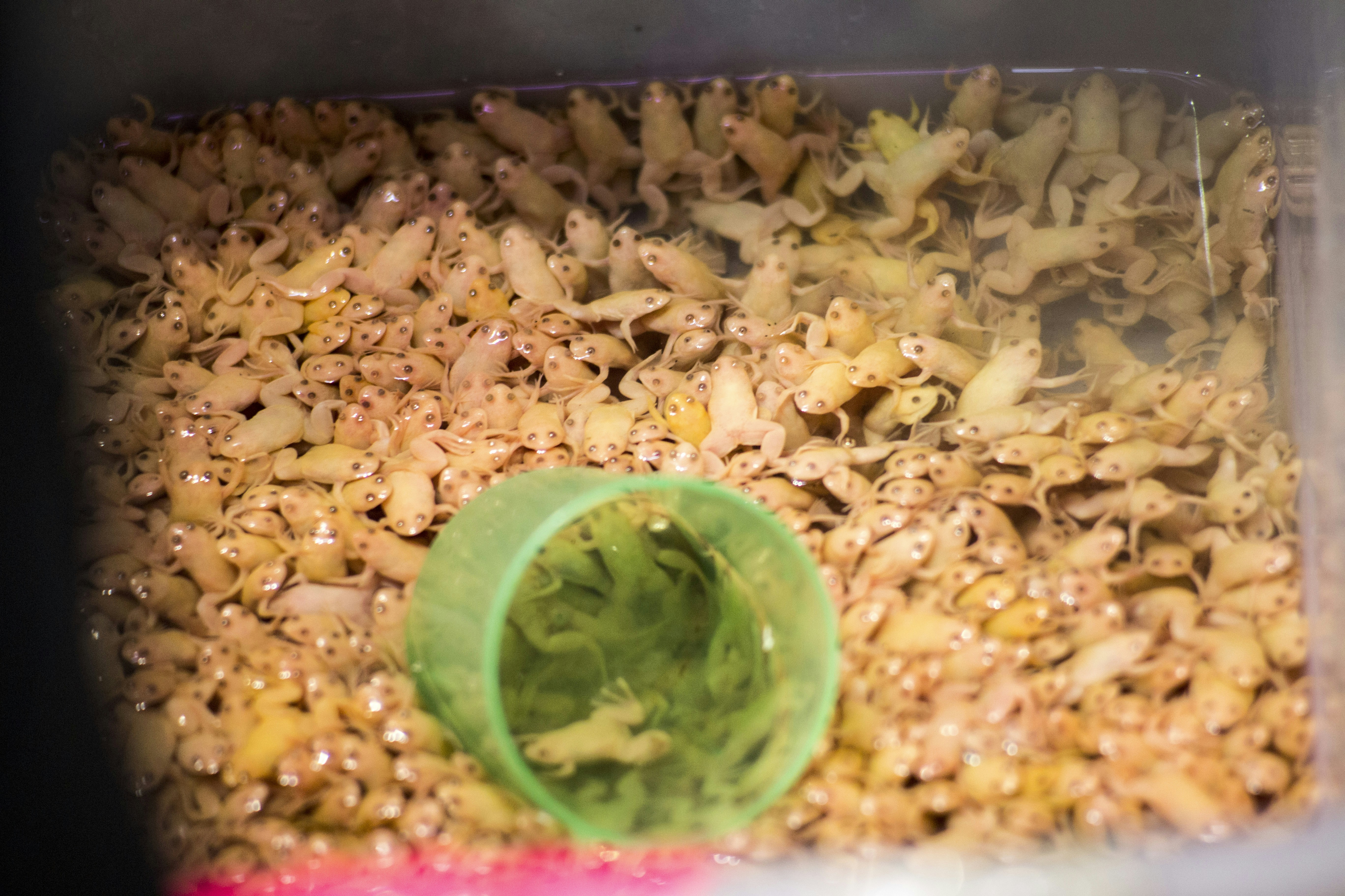 Emerald Pipe Amid a Sea of Hatchlings in a Brooder Tub