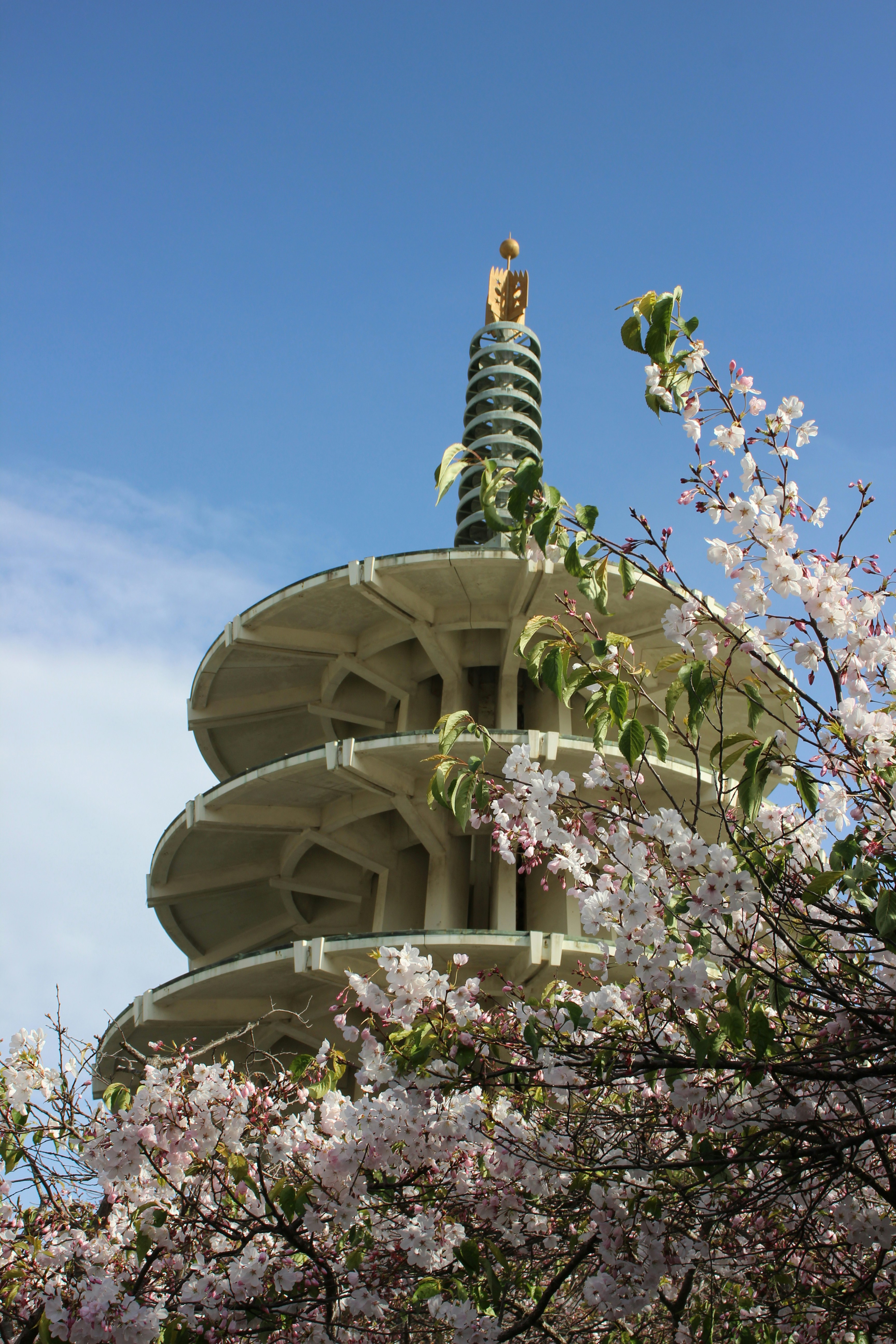 cherry blossoms