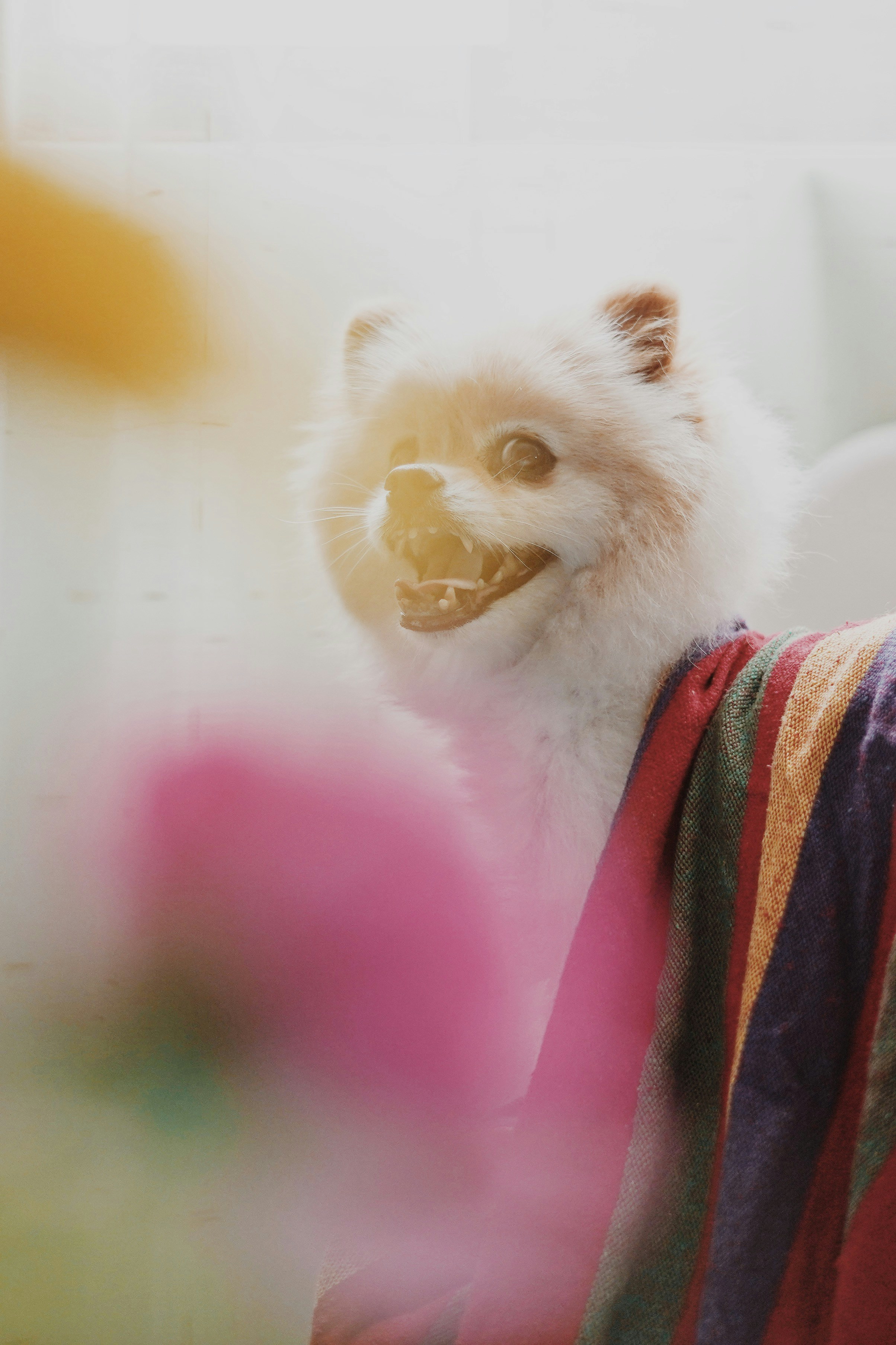 Bright-eyed Pomeranian Behind a Soft Morning Glow