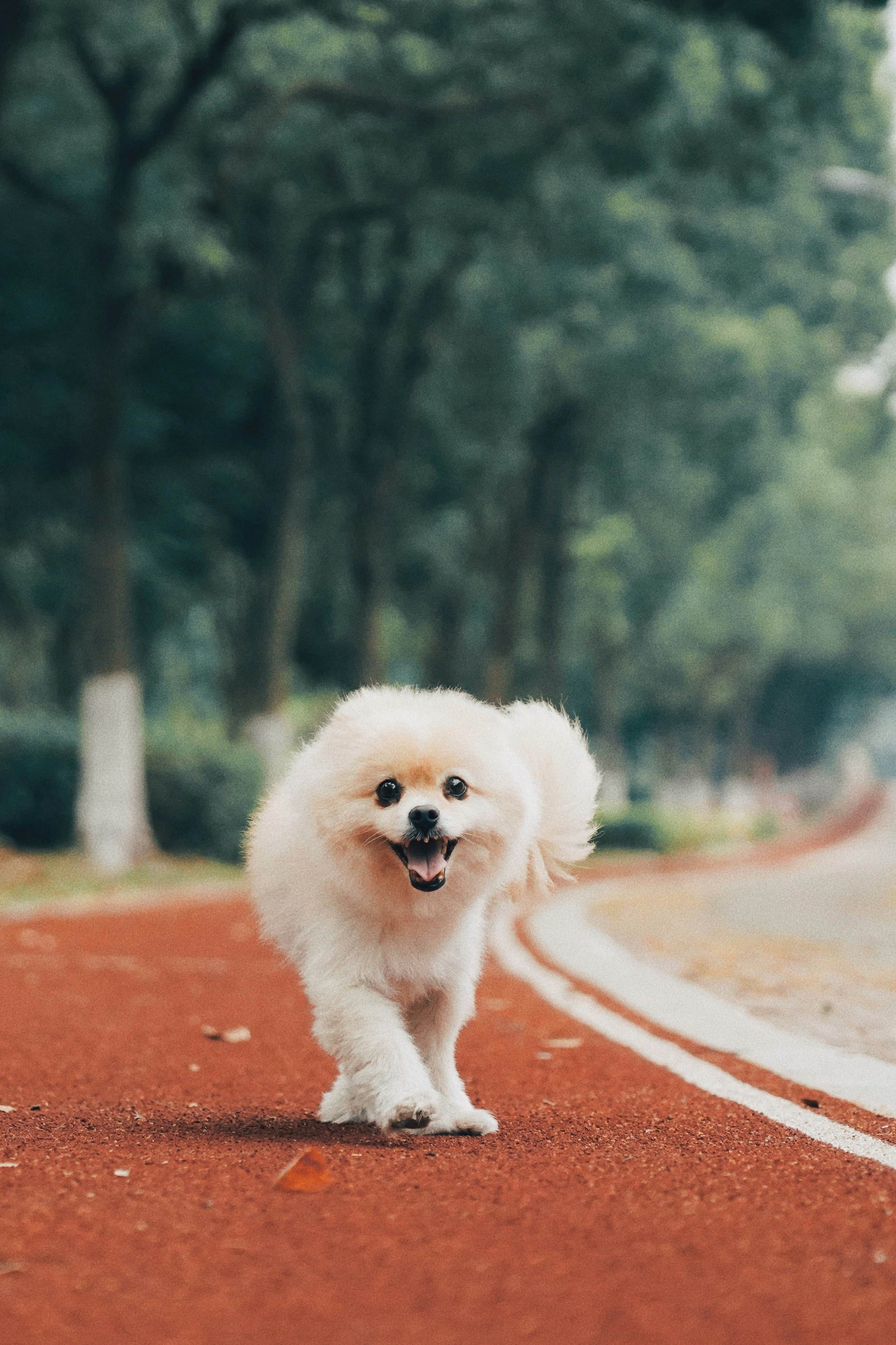 A fluffy Pomeranian happily trotting along a tree-lined path, showcasing its playful spirit amidst a tranquil outdoor setting.