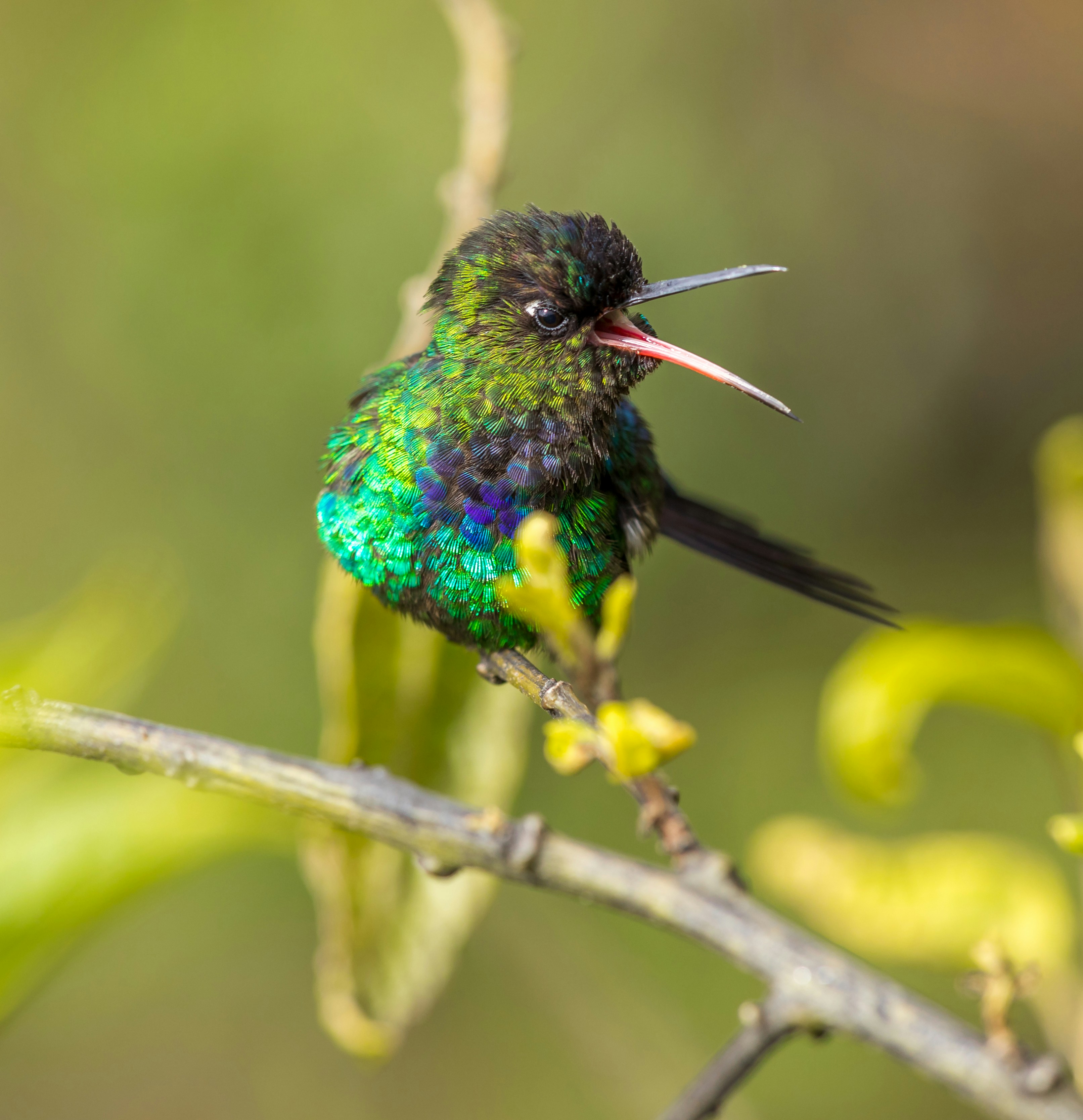 Start Attracting Hummers With A Hummingbird Feeder Recipe ...