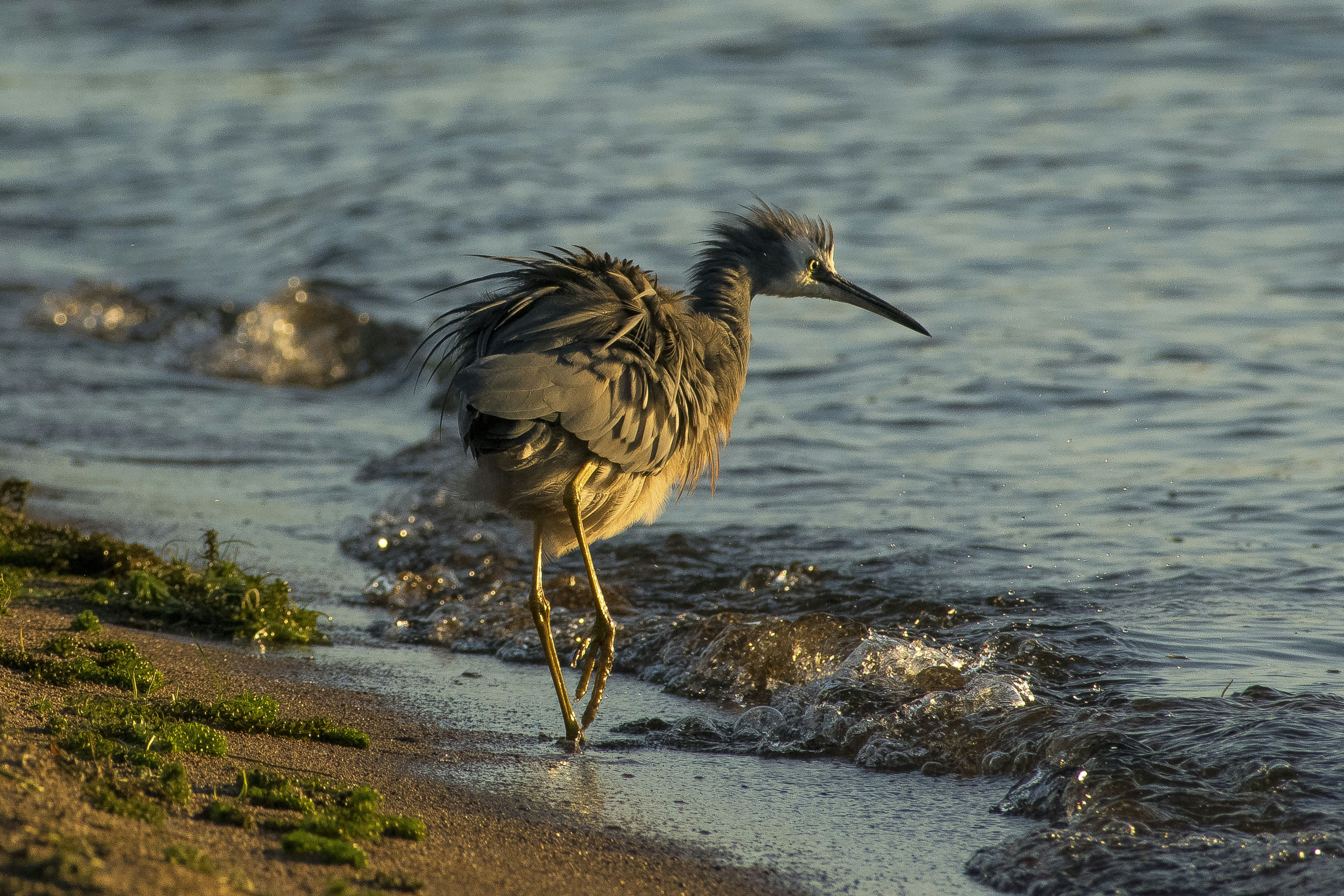 Gold-Tipped Shore Wader: a lone heron patrolling sunlit surf