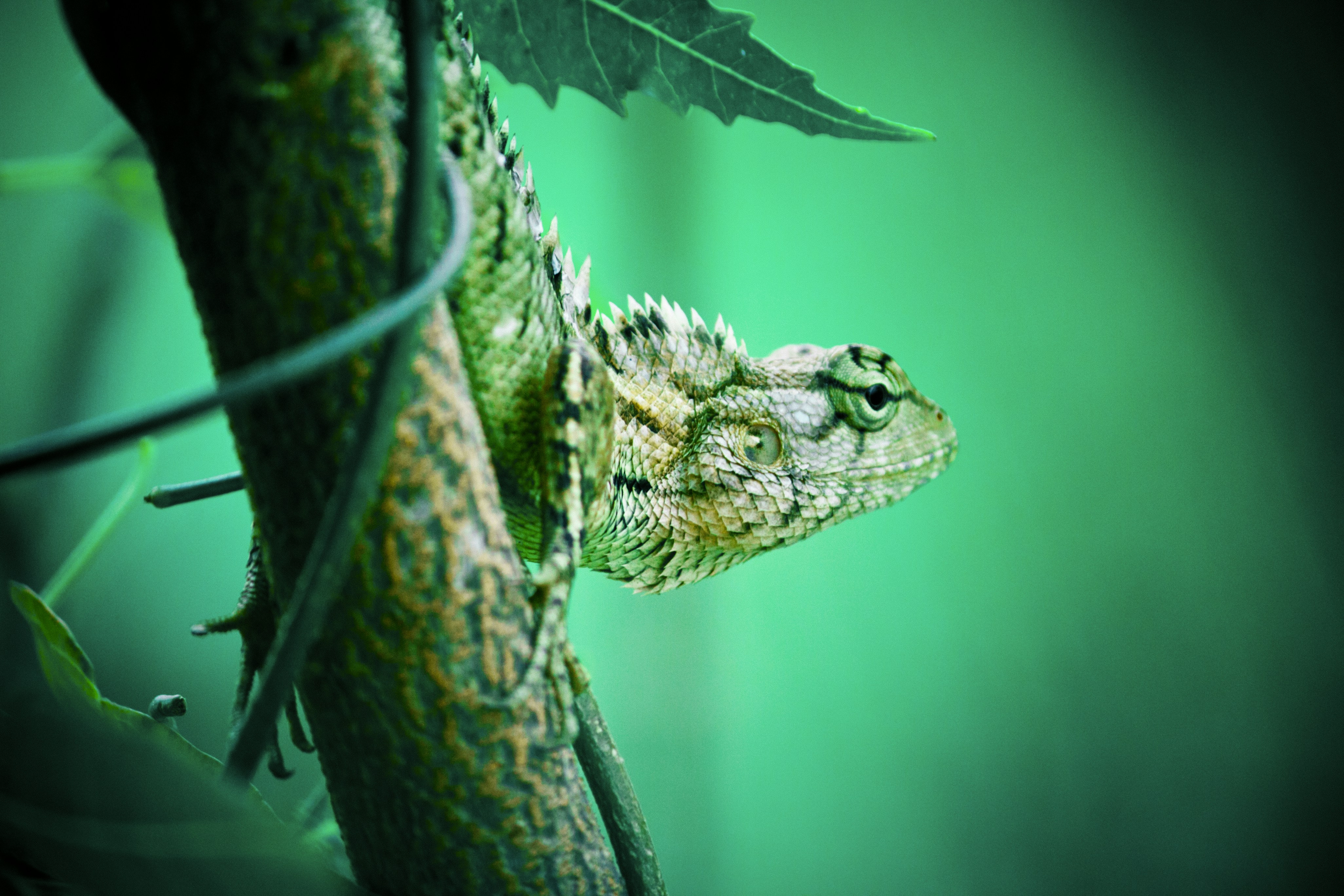 A lizard perched on a textured branch, surrounded by vibrant green foliage, showcasing its intricate scales and alert expression.