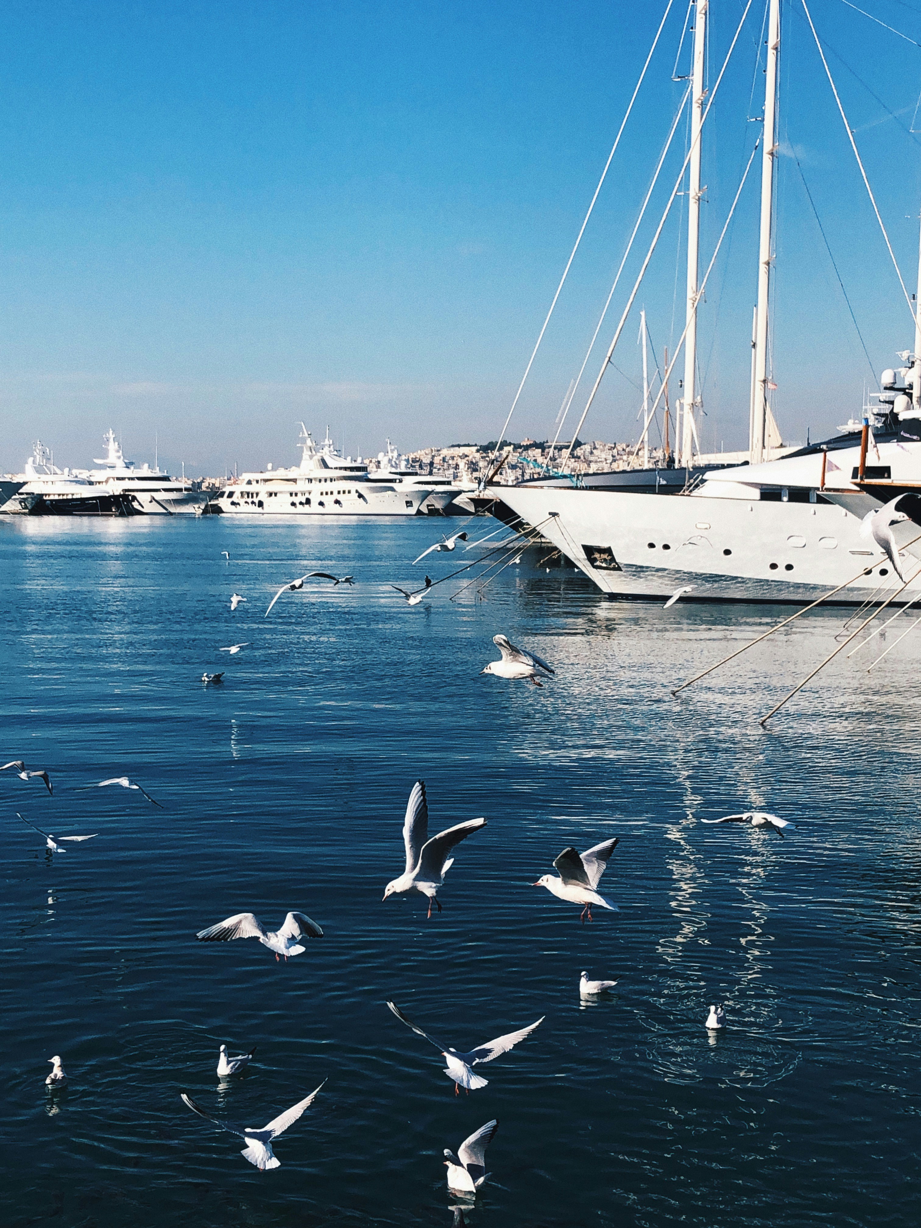 Sailing Silence: Boats at Rest as Seagulls Call over the Marina