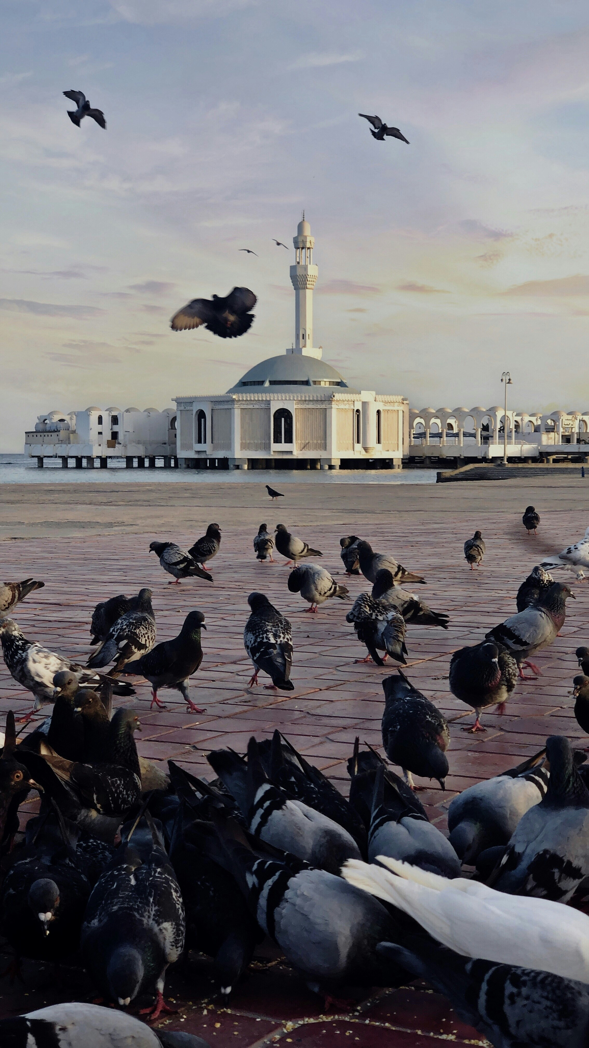 Dusk Over the White Dome: Pigeons by the Seaside Minaret