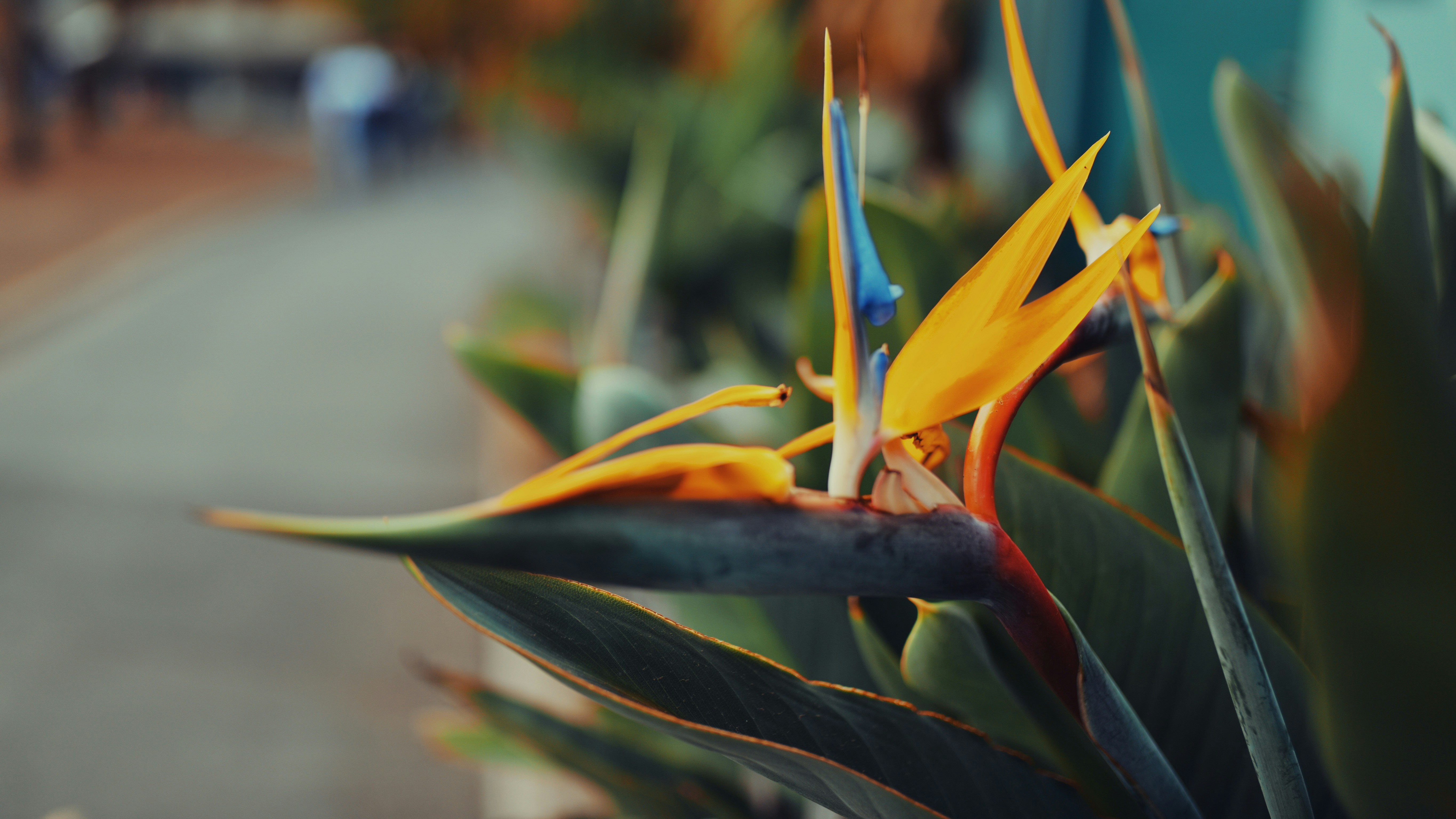 Bird of Paradise in Soft Focus: a vibrant bloom against a blurred urban backdrop