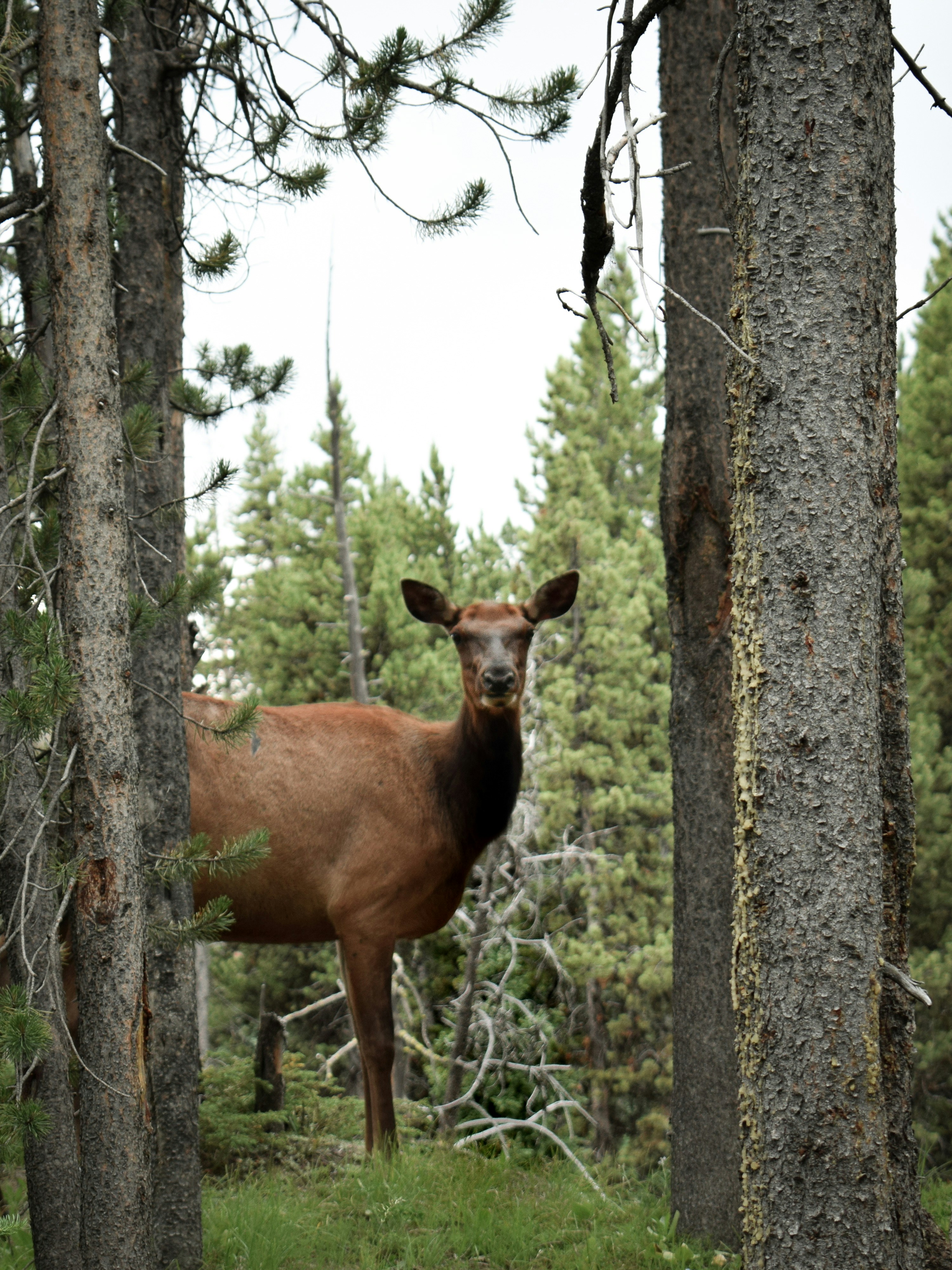 Elk standing among tall trees in a serene forest setting, observing its surroundings.
