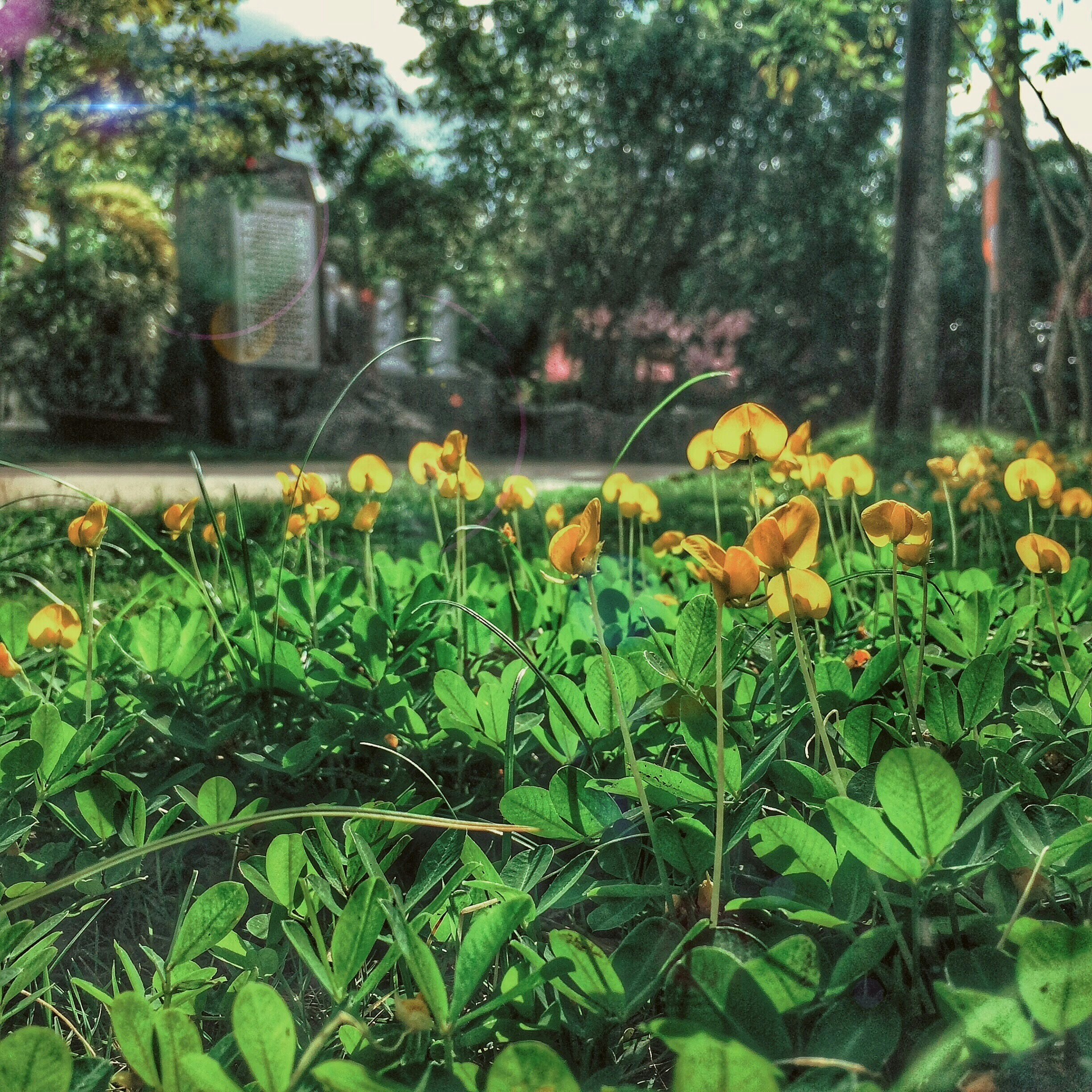 Sunlit Yellow Blooms in a Parkside Flower Bed