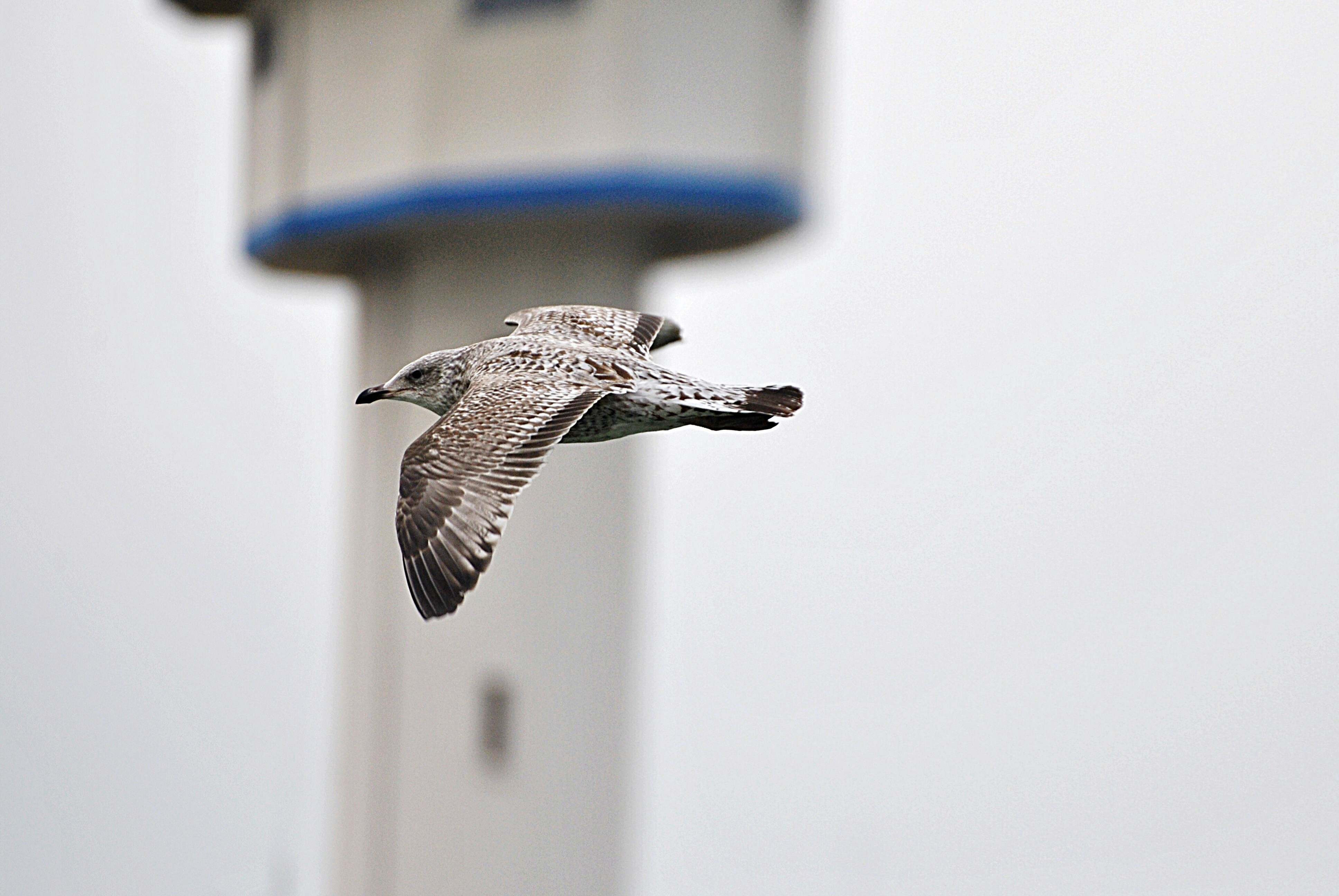 Gull in Quiet Flight Past a Blue-Topped Pillar