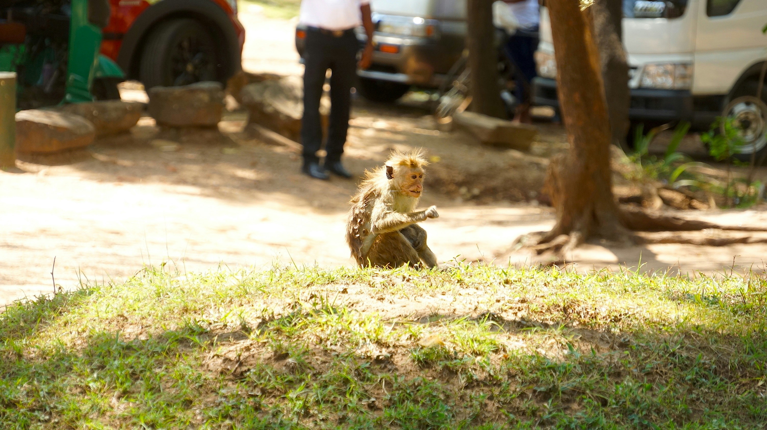 Foto Mono marrón sentado en el suelo cerca de un árbol – Imagen Persona ...