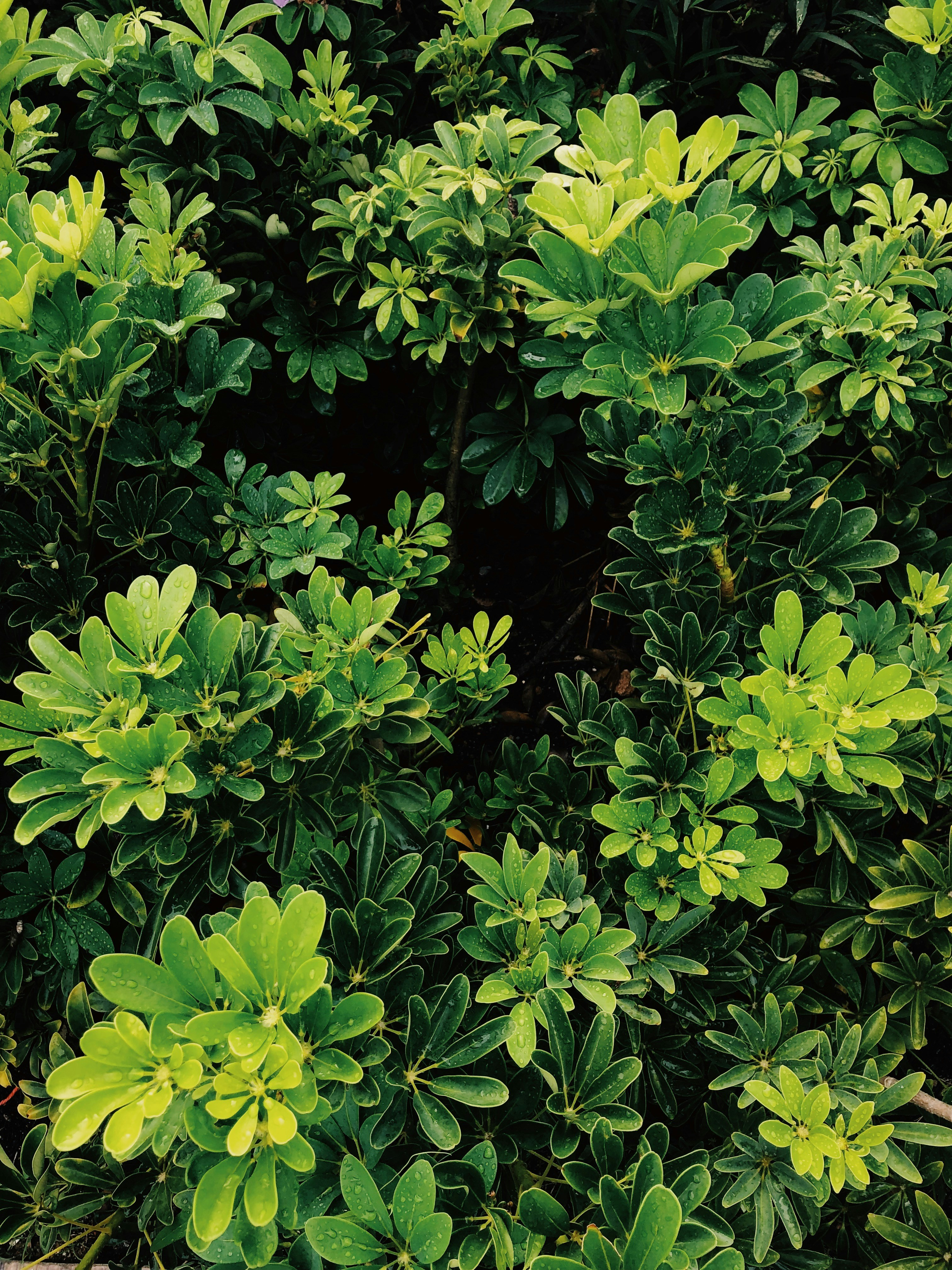 Emerald Tangle: Sunlit Leaves Form a Dense Canopy