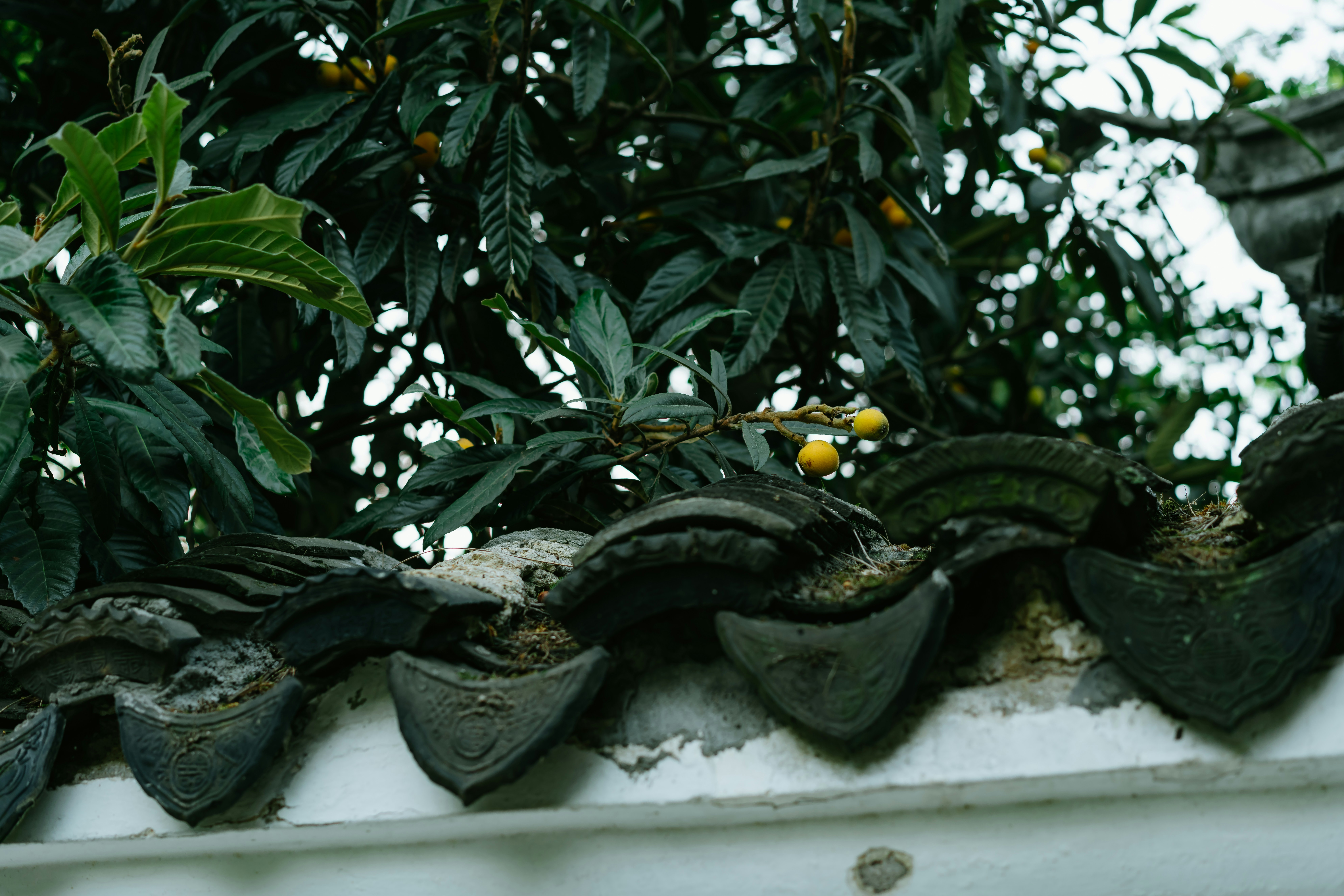 Green Canopy over Mossy Tiles: Tiny Yellow Orbs on an Ancient Roofline